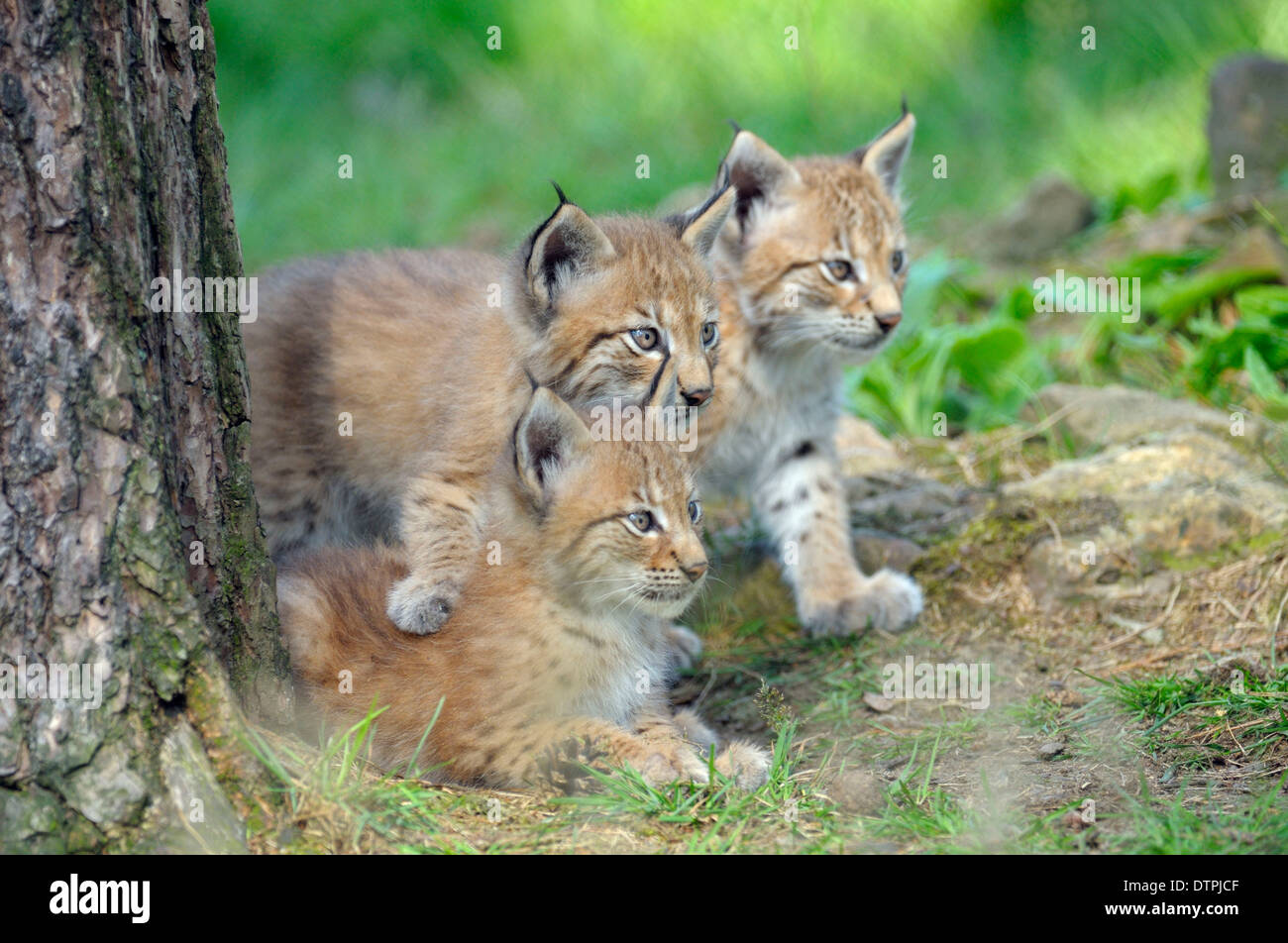 European Lynx, cubs / (Lynx lynx, Felis lynx Stock Photo - Alamy