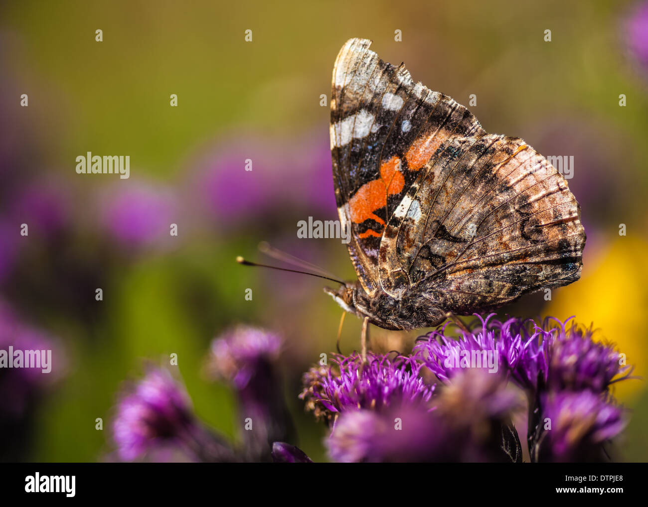Vanessa cardui hi-res stock photography and images - Alamy