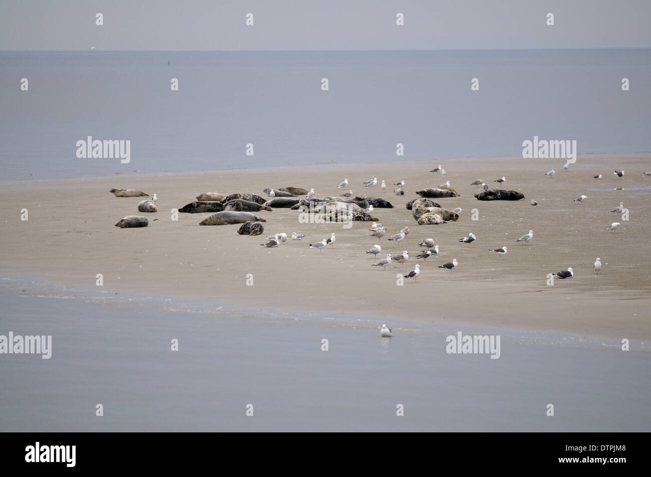 Grey Seals and Common Seals, on sandbank at low tide, Island of Texel ...