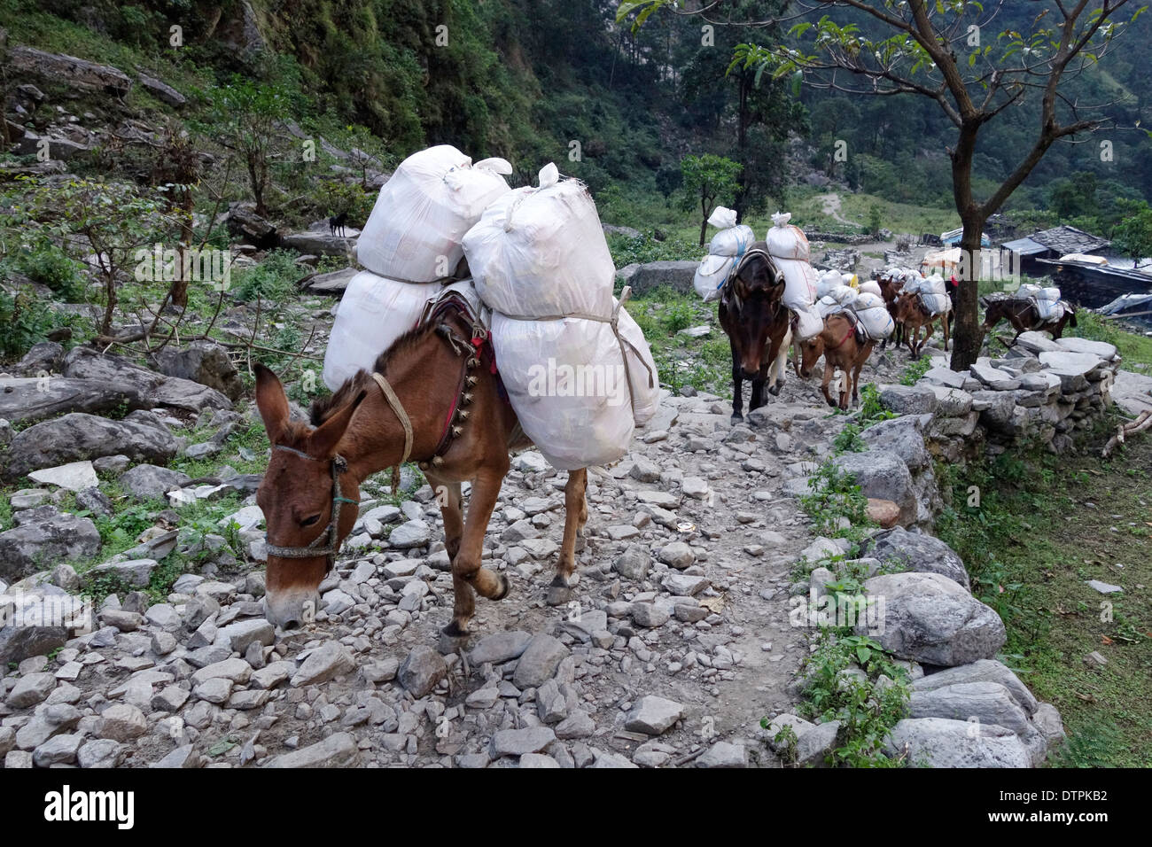 Pack donkey hi-res stock photography and images - Alamy