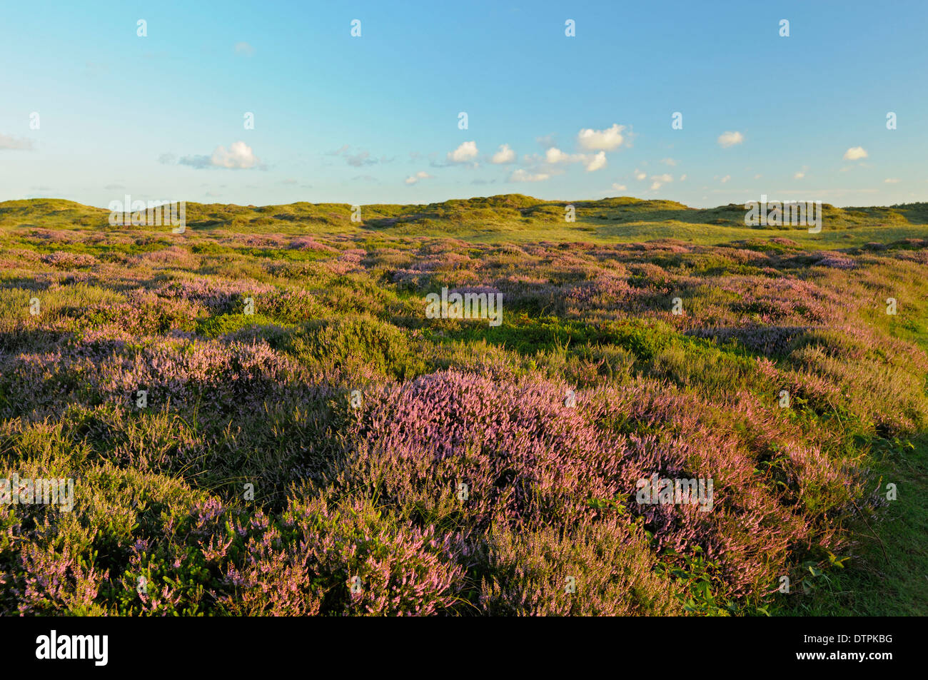 Heather, nature reserve De Bollekamer, part of national park Duinen van ...