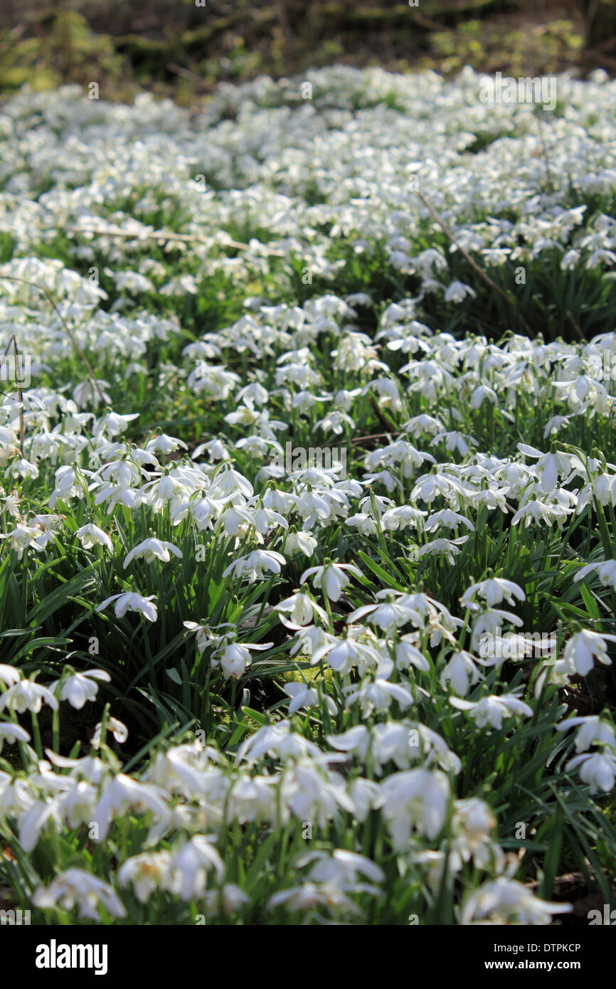 A spectacular carpet of spring flowers hi-res stock photography and ...
