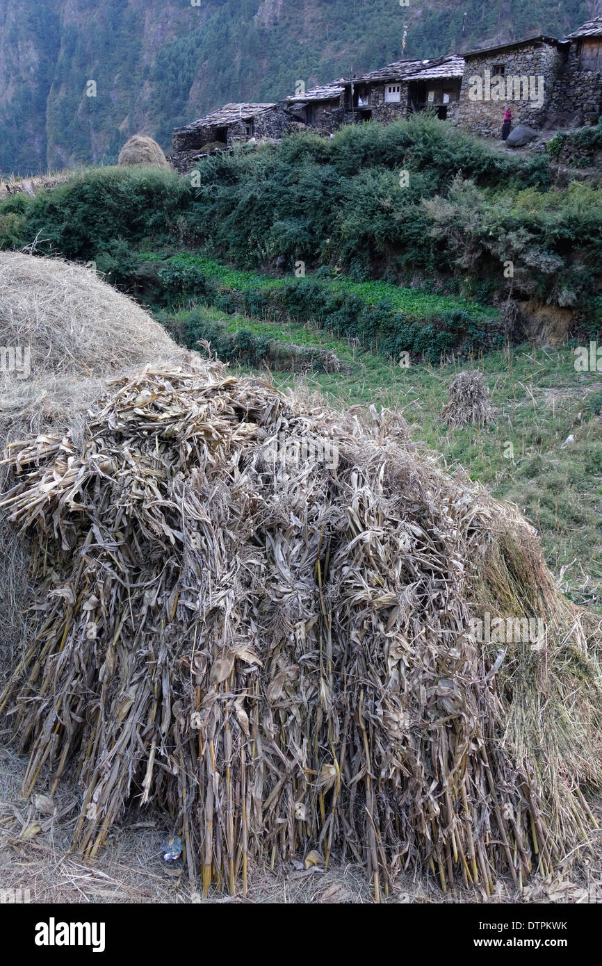 Nepal corn agriculture hi-res stock photography and images - Alamy