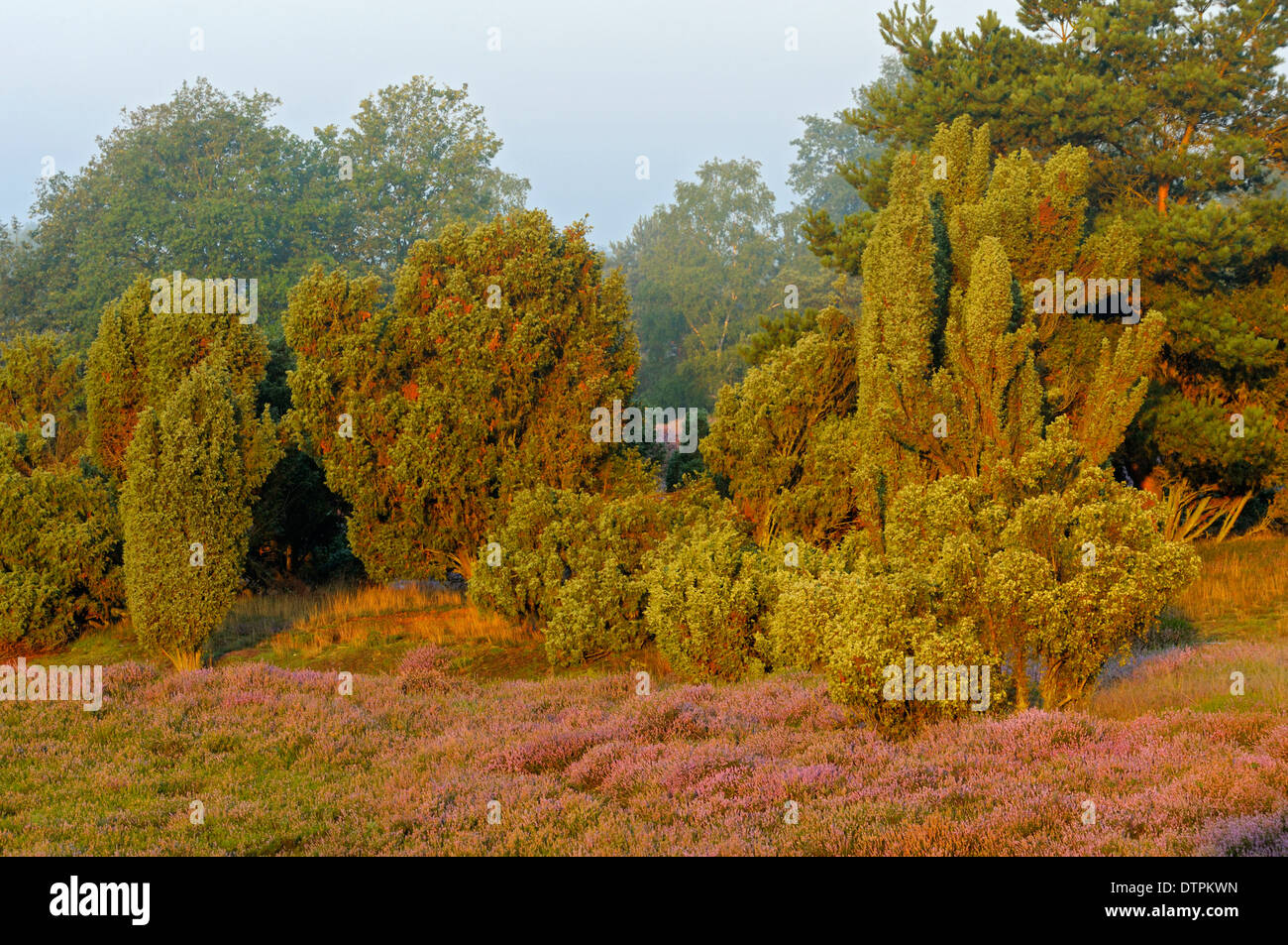 Common Heather, nature reserve Westruper Heide, Haltern, North Rhine ...