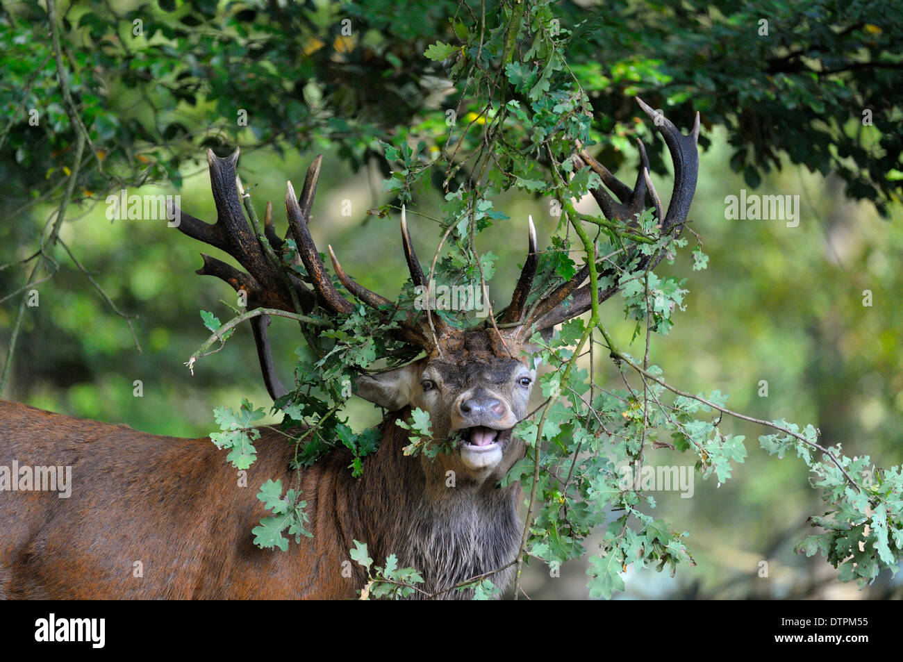 Deer eating acorns hi-res stock photography and images - Alamy