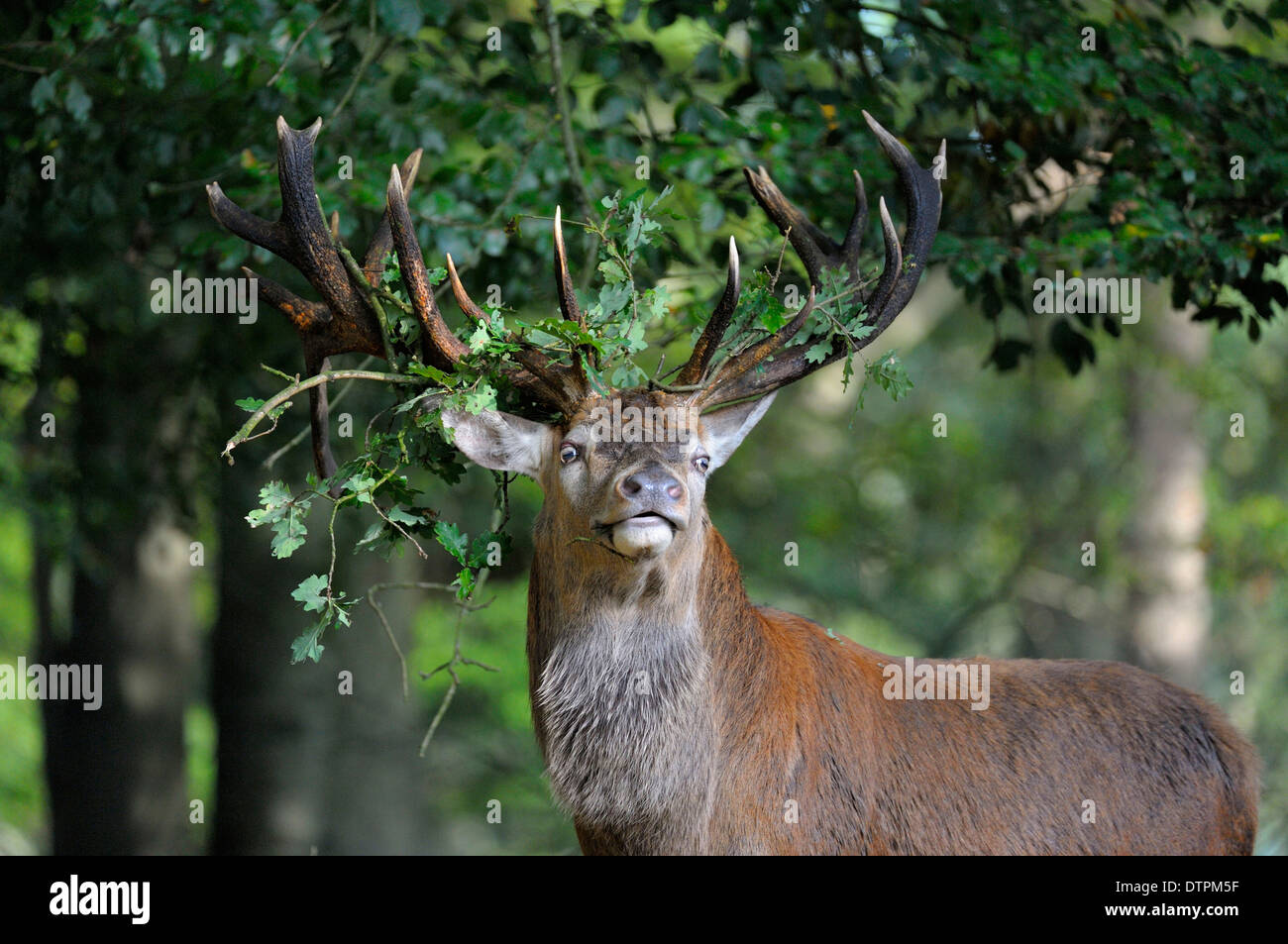 Mature male red deer hi-res stock photography and images - Alamy
