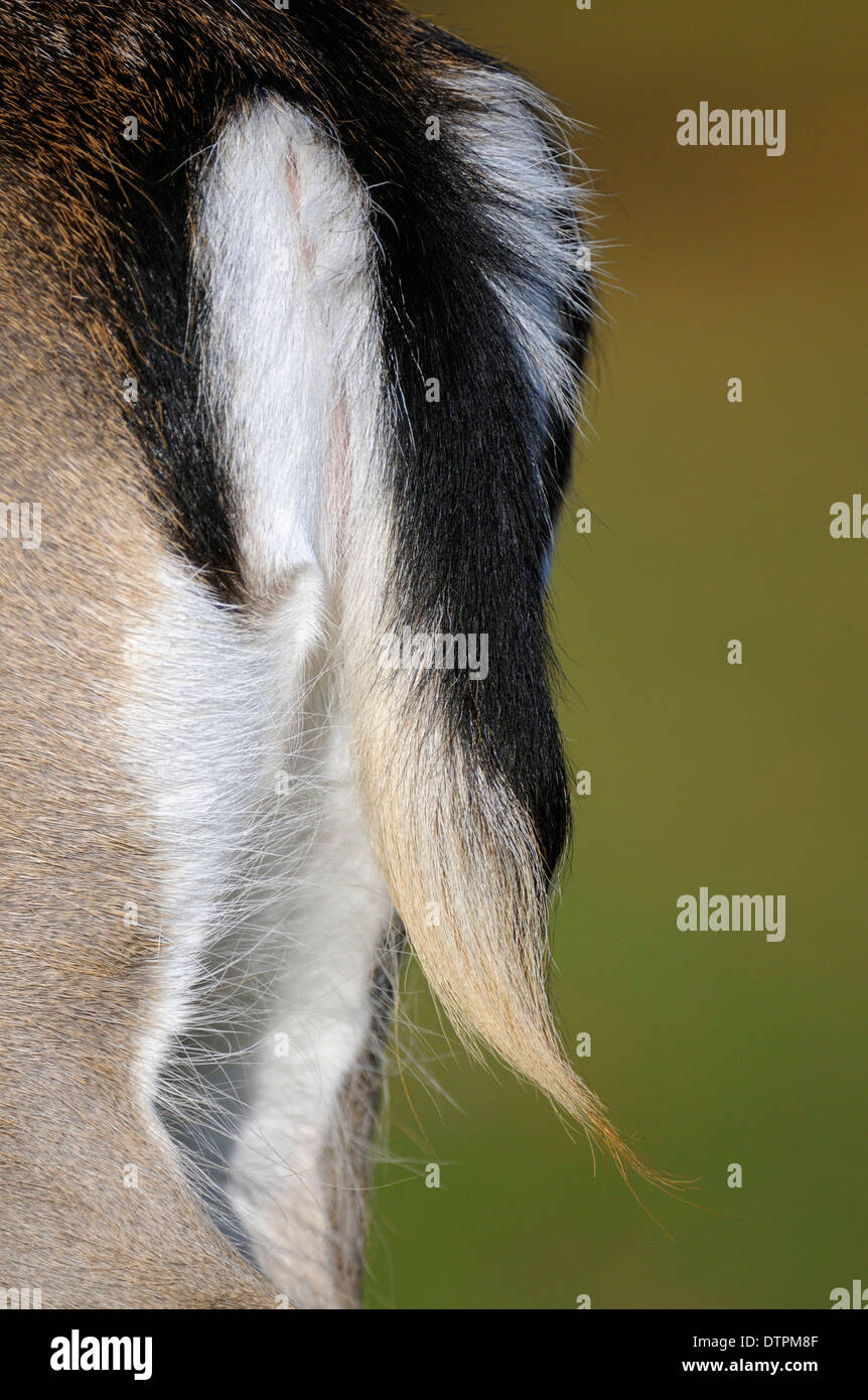 Fallow deer female hi-res stock photography and images - Alamy