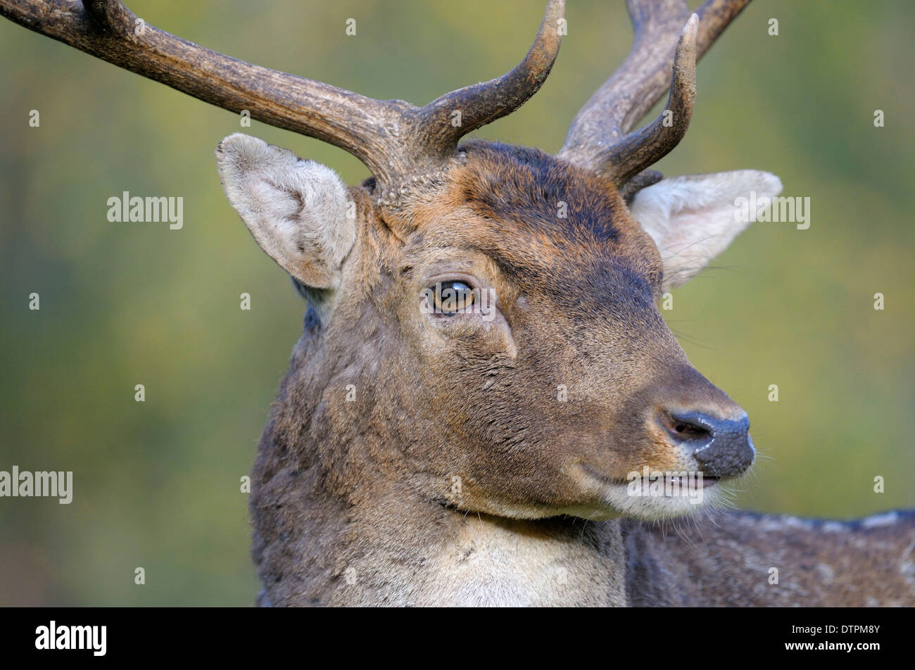 Fallow deer face hi-res stock photography and images - Alamy