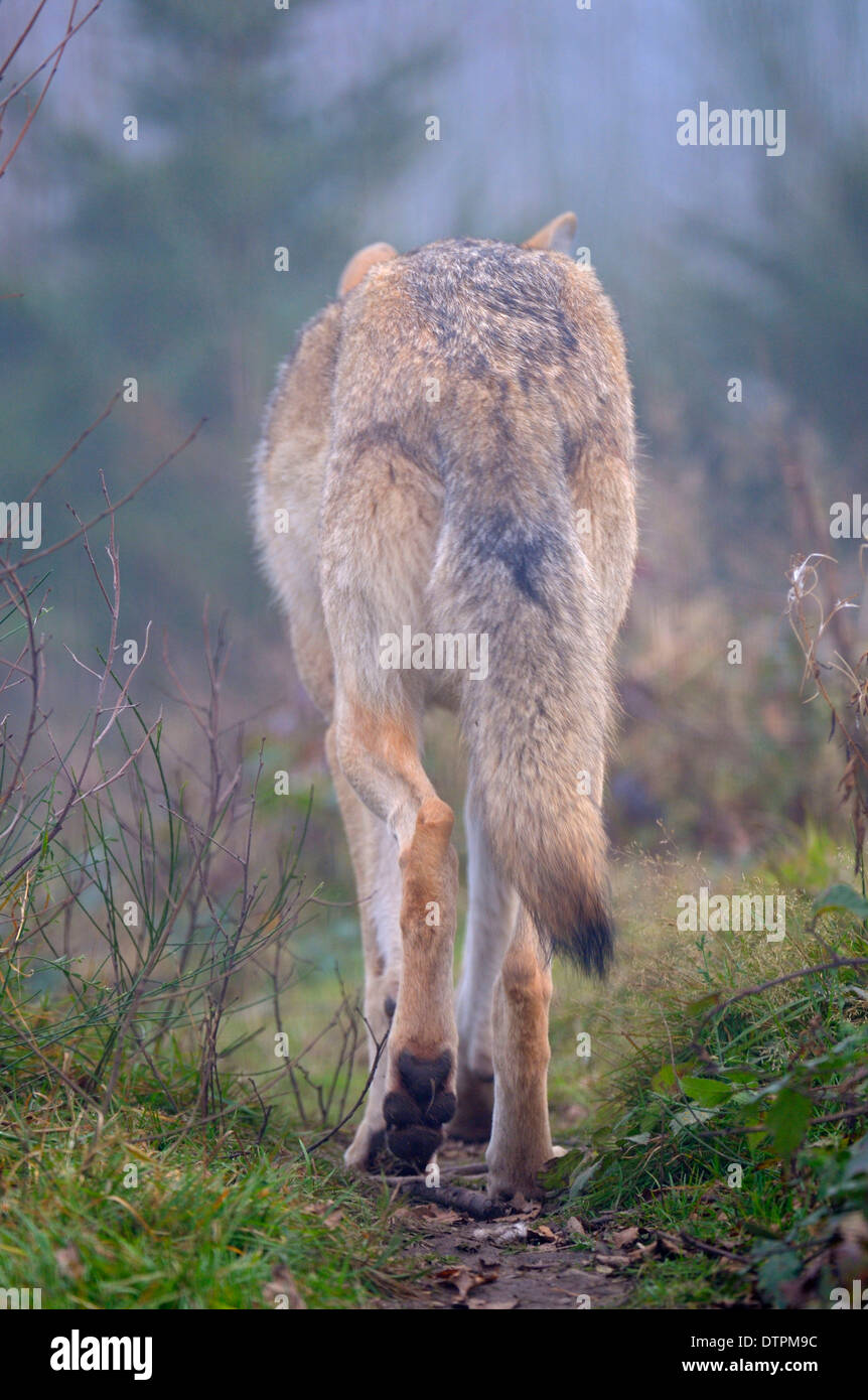 Wolf in mist hi-res stock photography and images - Alamy