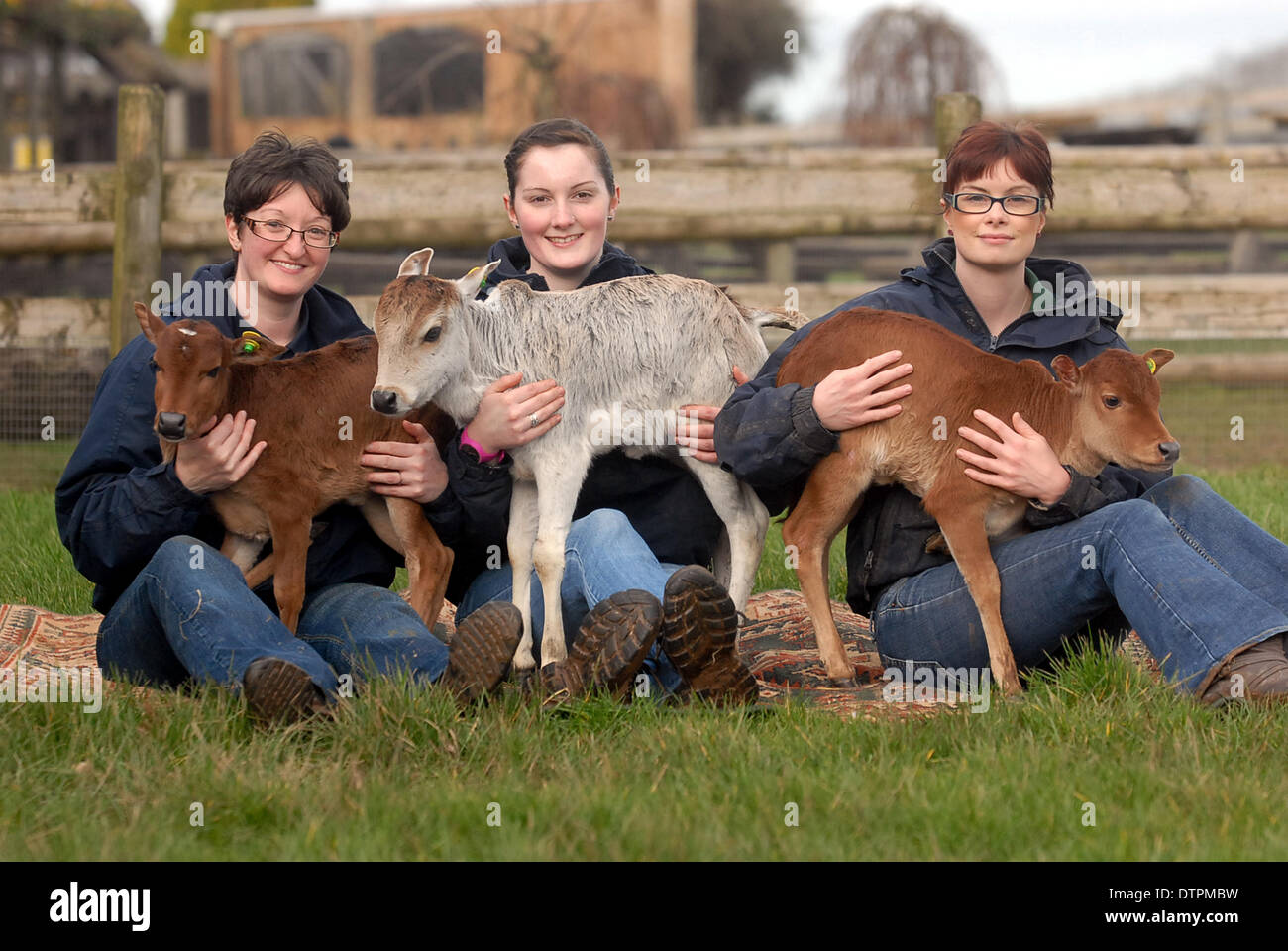 Smallest cow in the world hi-res stock photography and images - Alamy