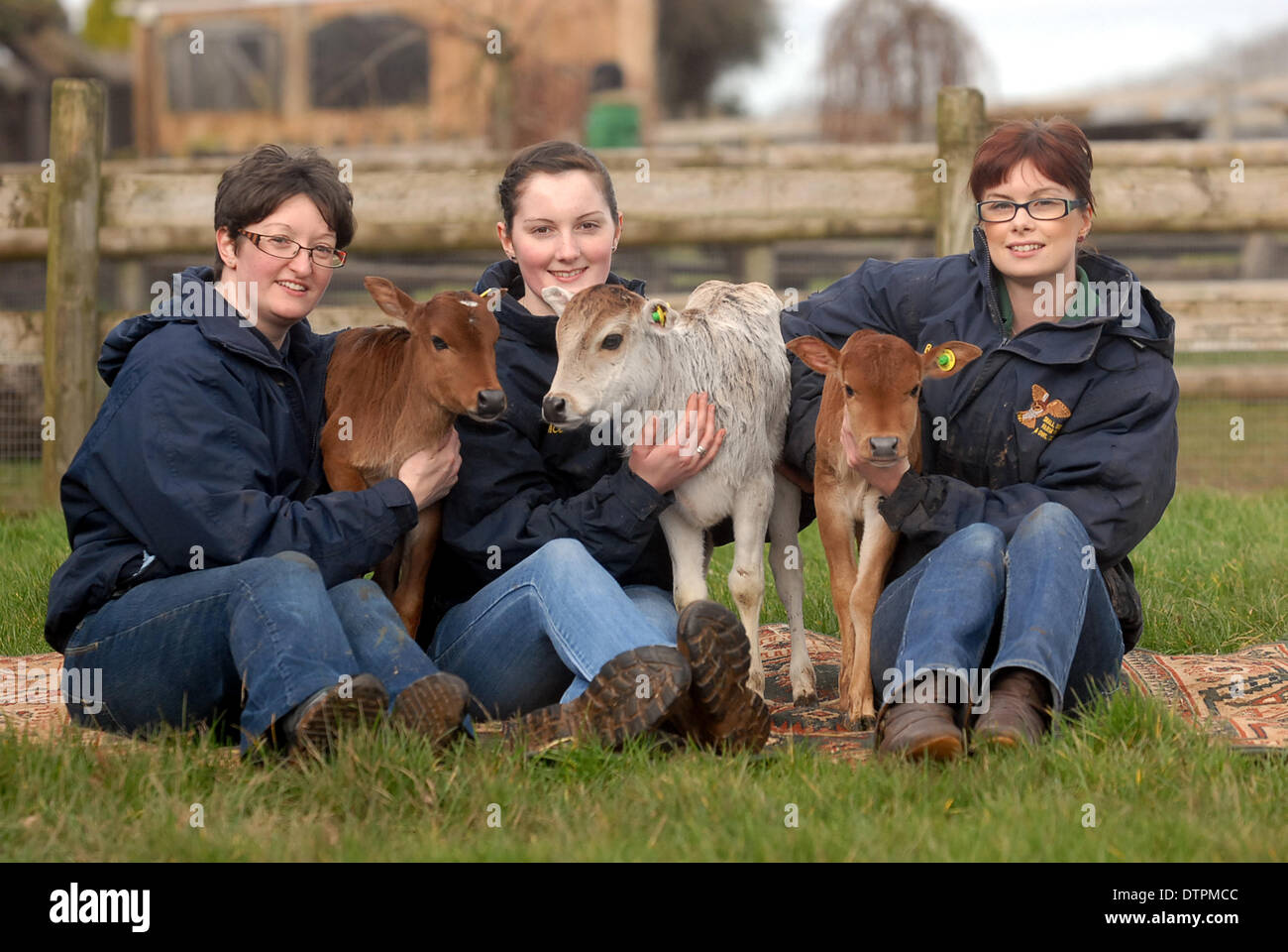 Smallest cow in the world hi-res stock photography and images - Alamy