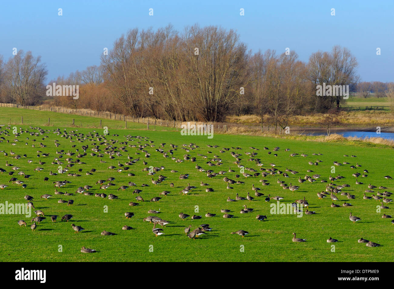 White-fronted Geese, Lower Rhine, North Rhine-Westphalia, Germany ...