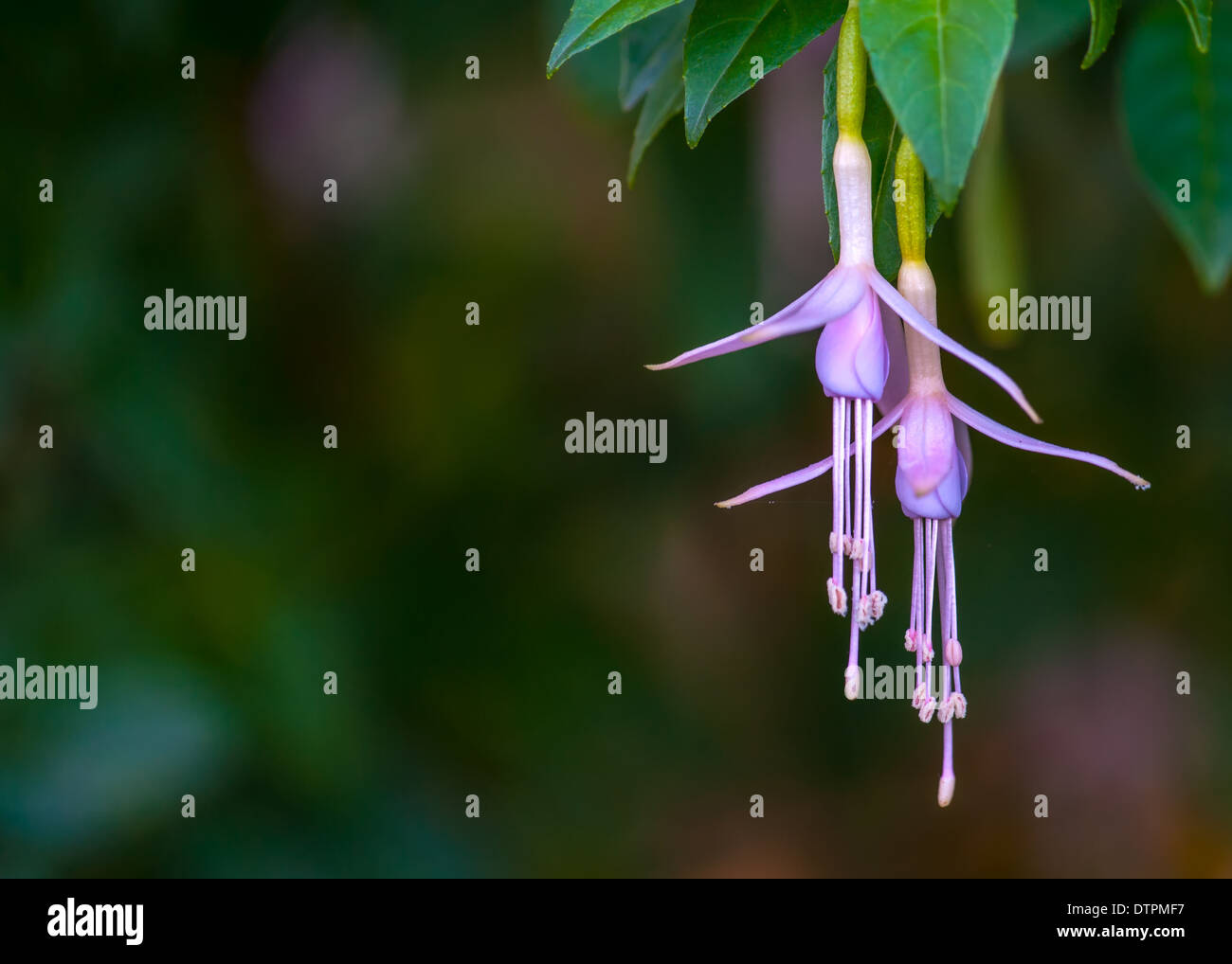 Fuchsia bud hi-res stock photography and images - Alamy