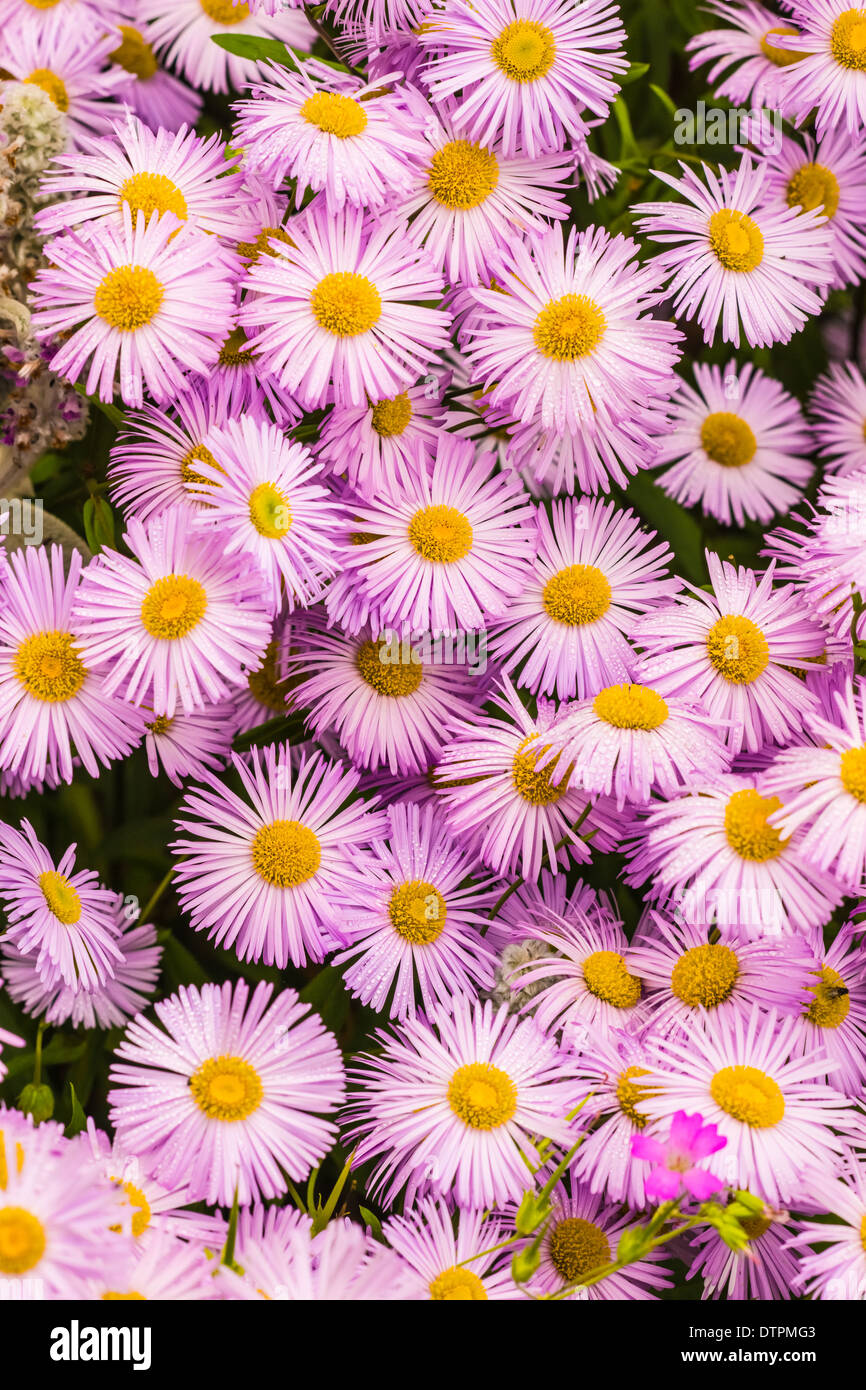 Pink Daisy Stock Photos & Pink Daisy Stock Images - Alamy