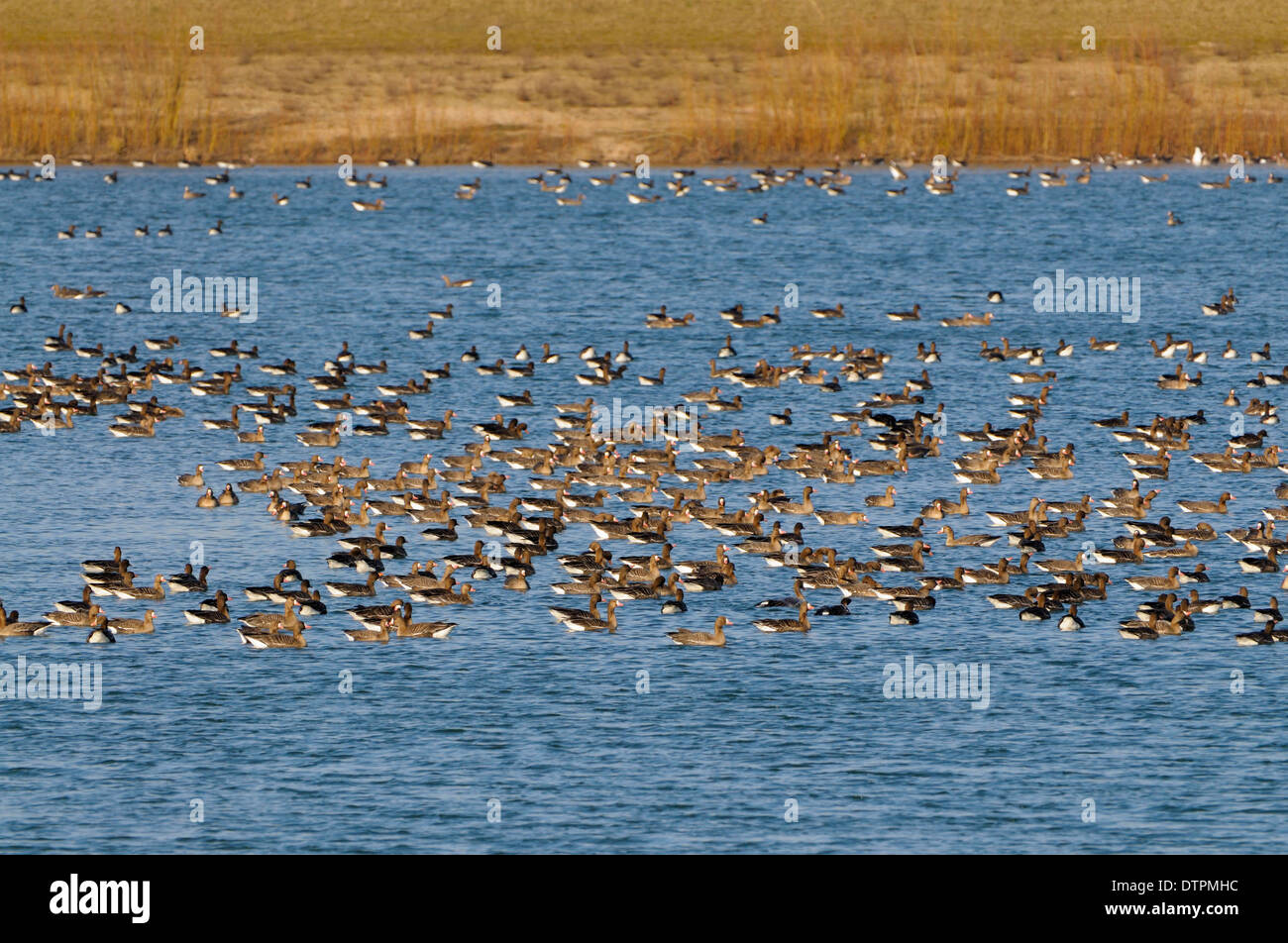 White-fronted Geese, near Emmerich, North Rhine-Westphalia, Germany ...