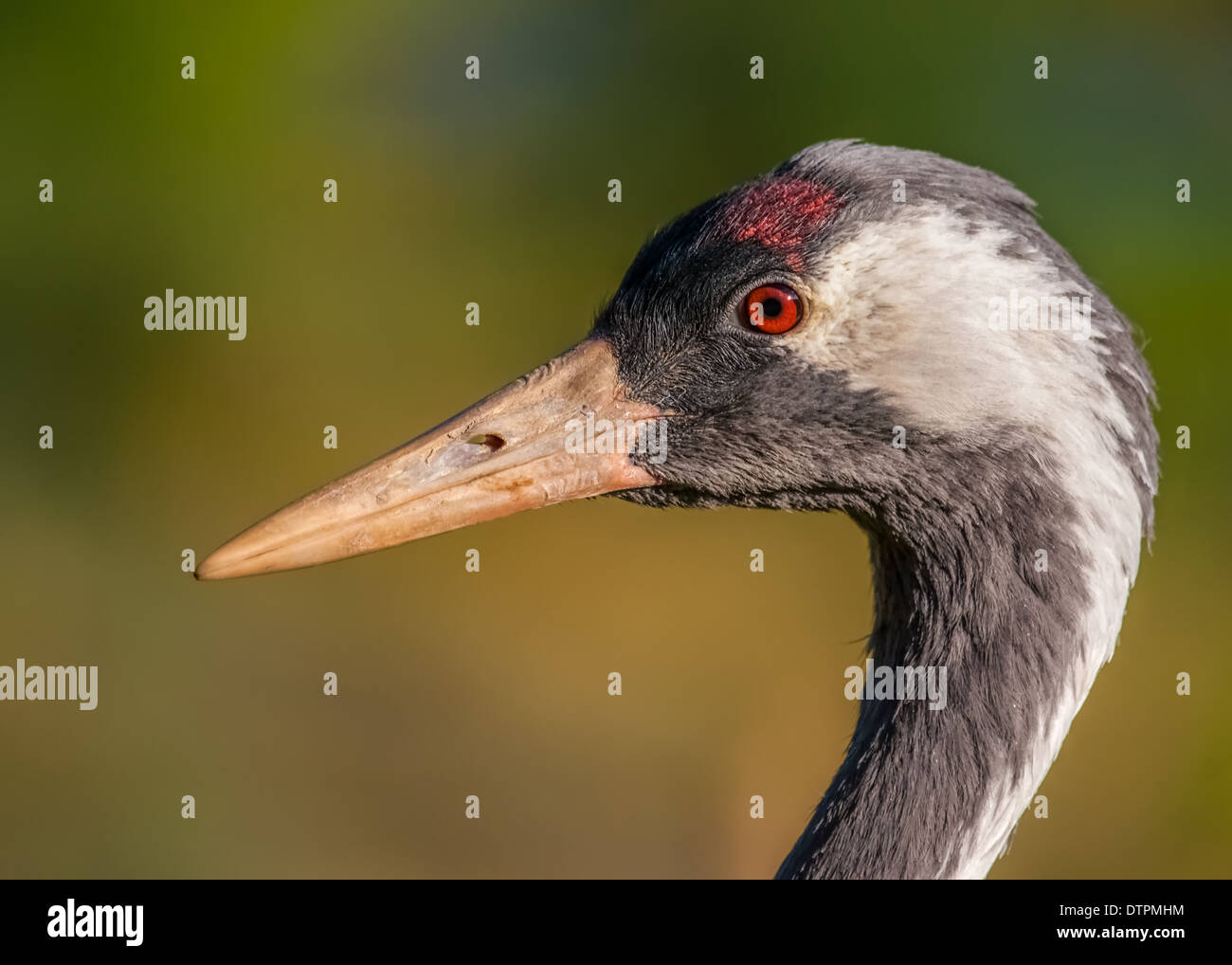 Common or european crane hi-res stock photography and images - Alamy