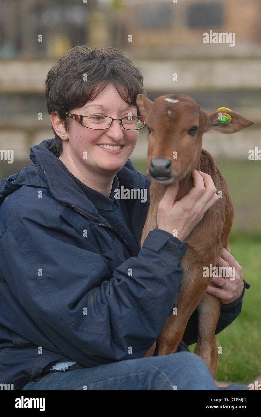 Smallest cow in the world hi-res stock photography and images - Alamy