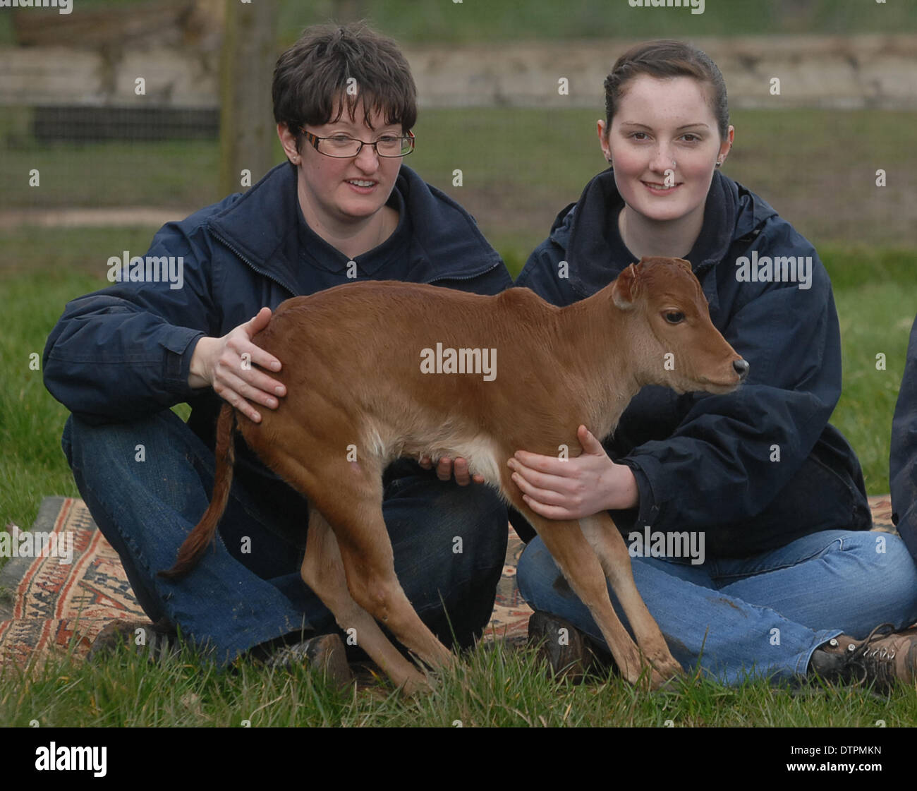 Smallest cow in the world hi-res stock photography and images - Alamy