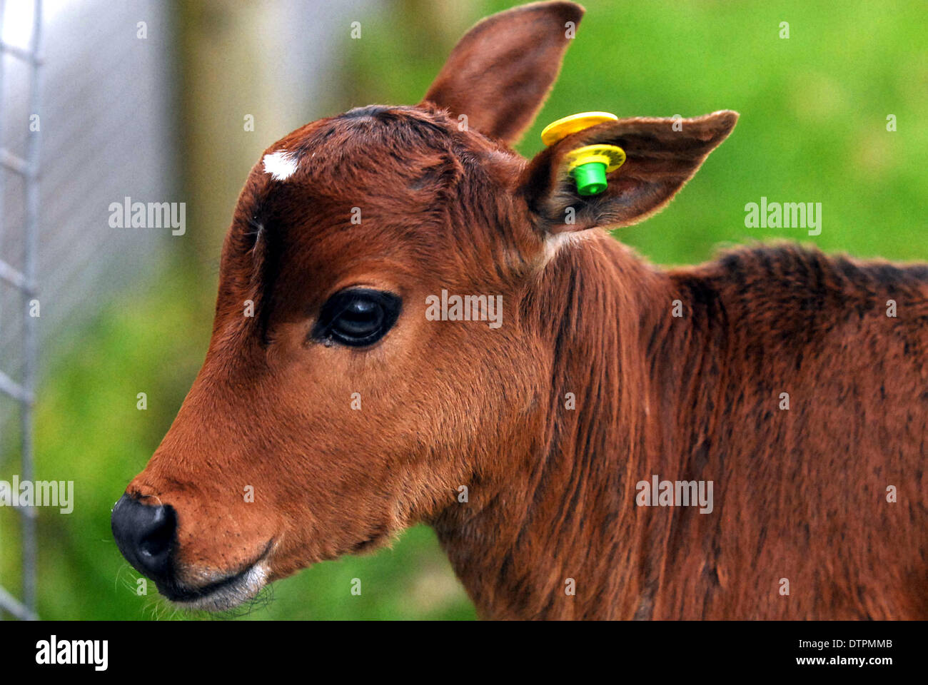 Smallest miniature in world hi-res stock photography and images - Alamy