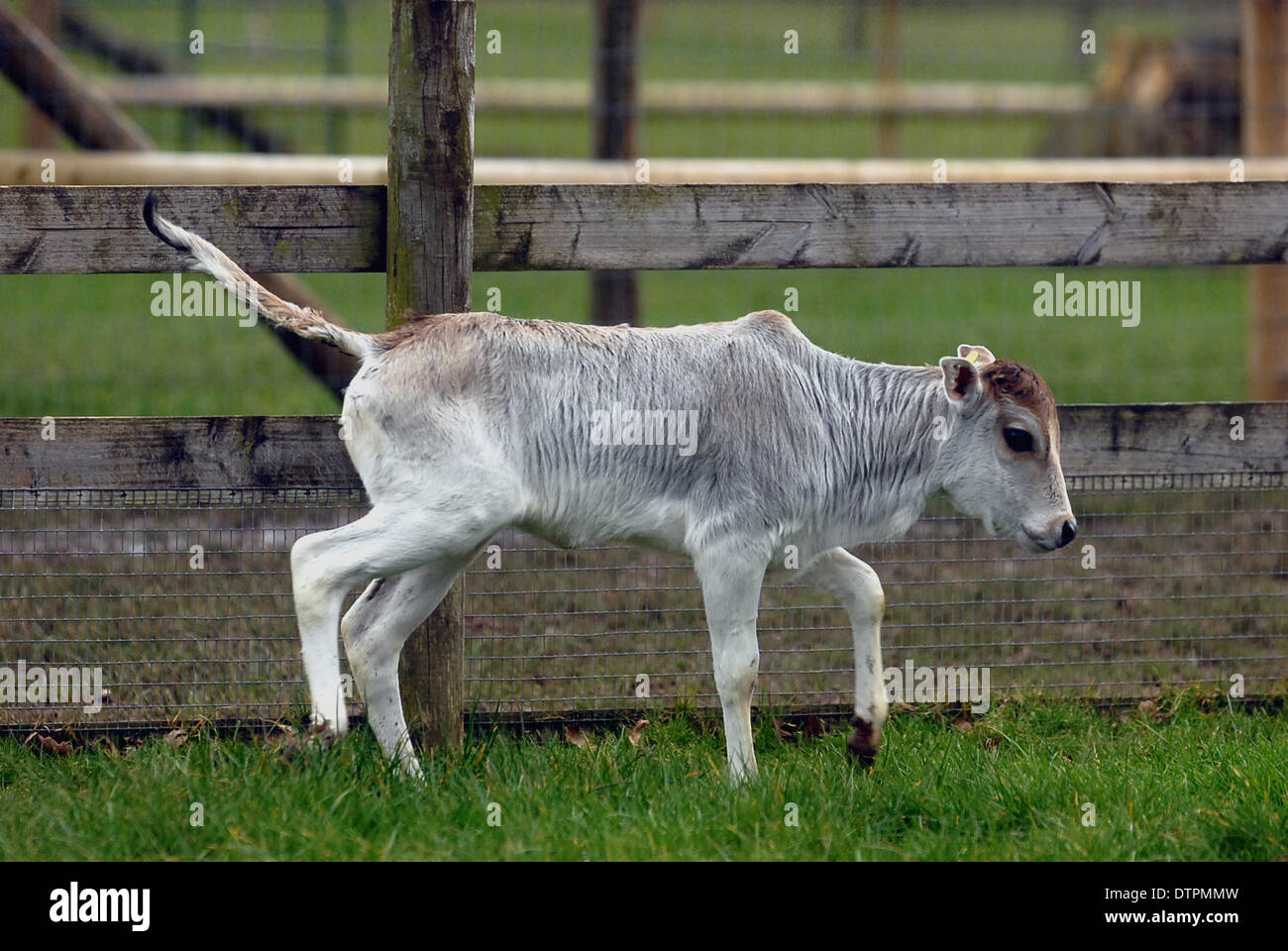Zebu born hi-res stock photography and images - Alamy