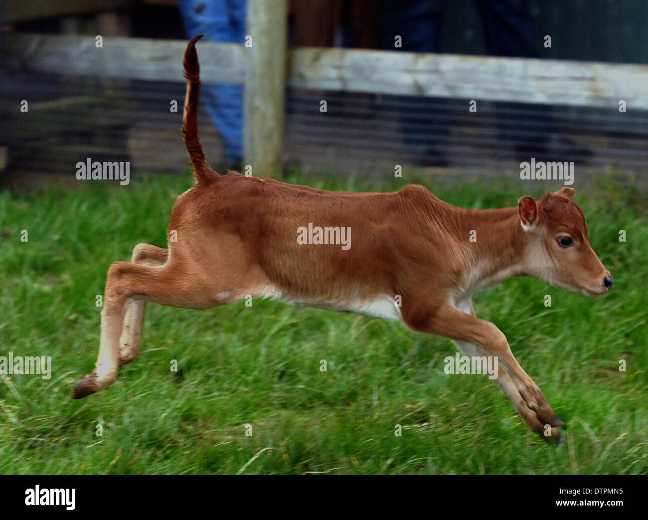 Smallest cow in the world hi-res stock photography and images - Alamy