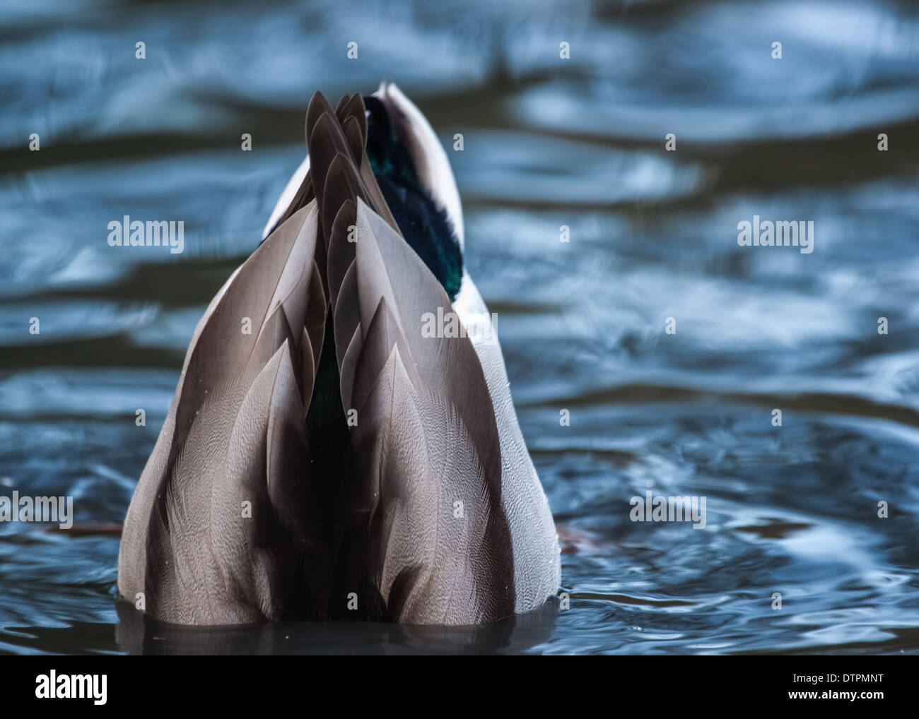 Duck Feeding With Bottom Up Stock Photo - Alamy