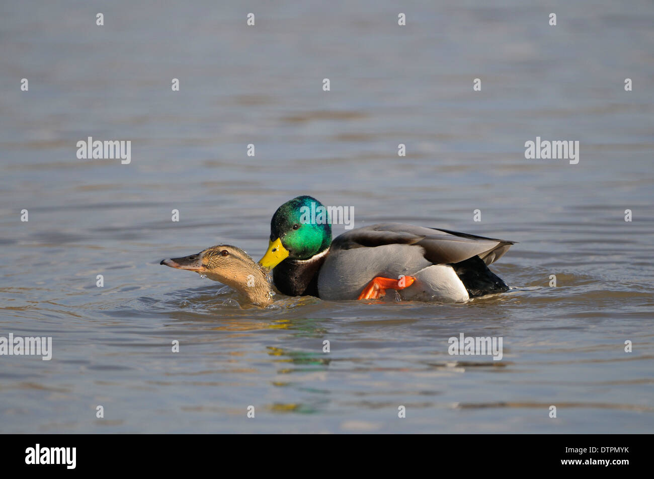 Mallards, pair, mating, North Rhine-Westphalia, Germany / (Anas ...