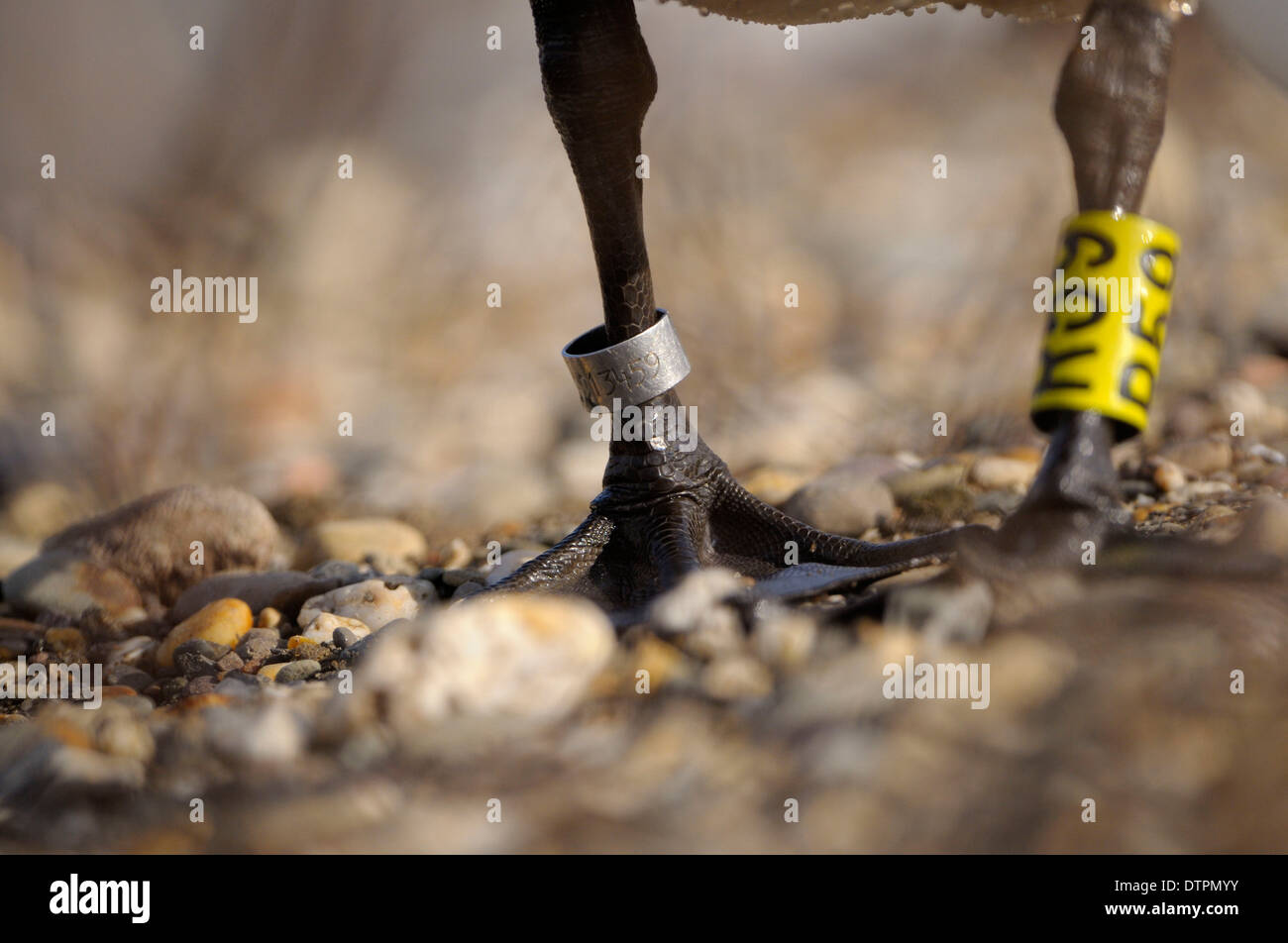Canada Goose, legs, ringed, North Rhine-Westphalia, Germany / (Branta ...