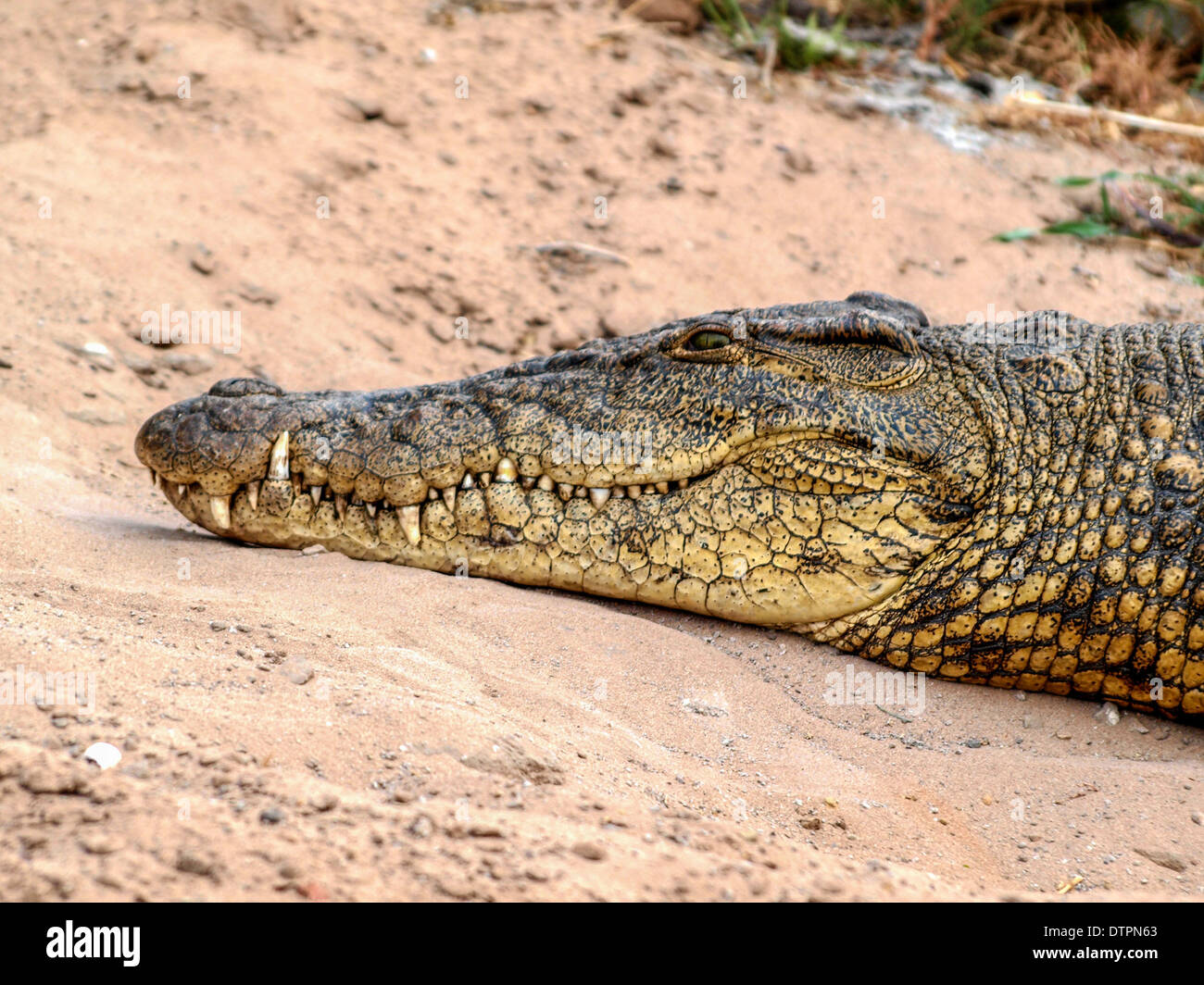 Sand Crocodile High Resolution Stock Photography and Images - Alamy