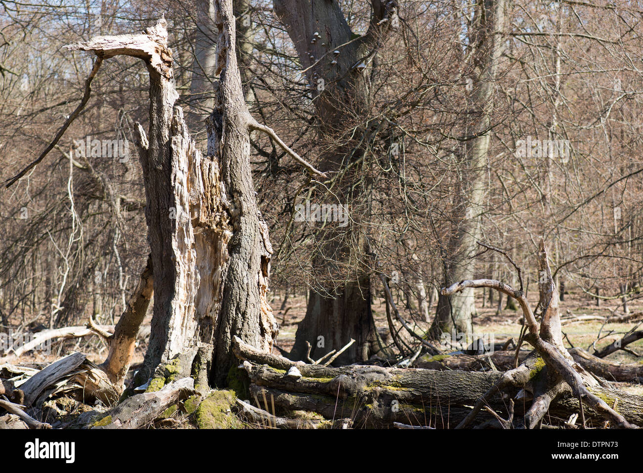 Big dead tree hi-res stock photography and images - Alamy