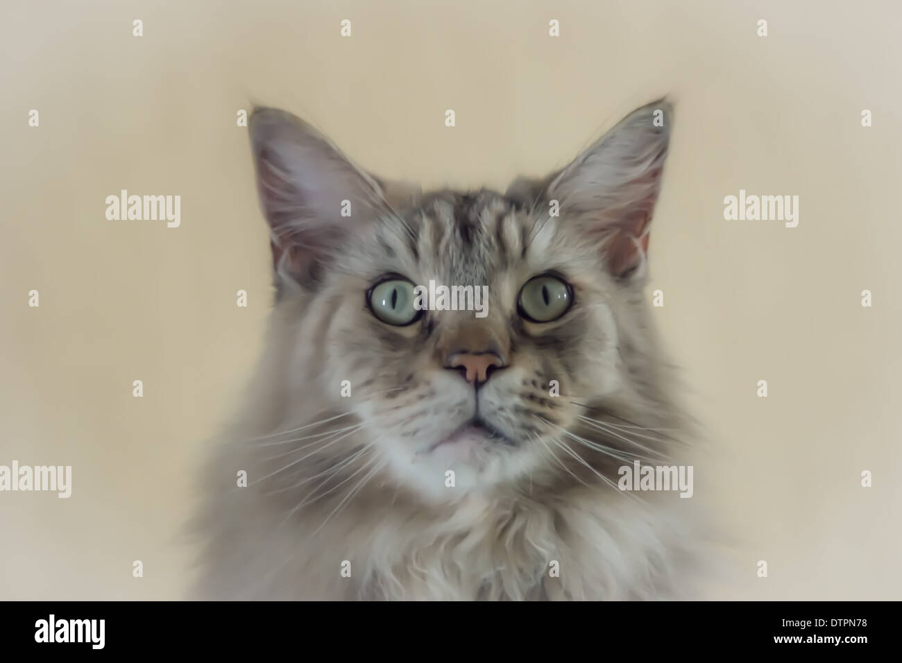 Portrait Of A Maine Coon Cat Stock Photo - Alamy