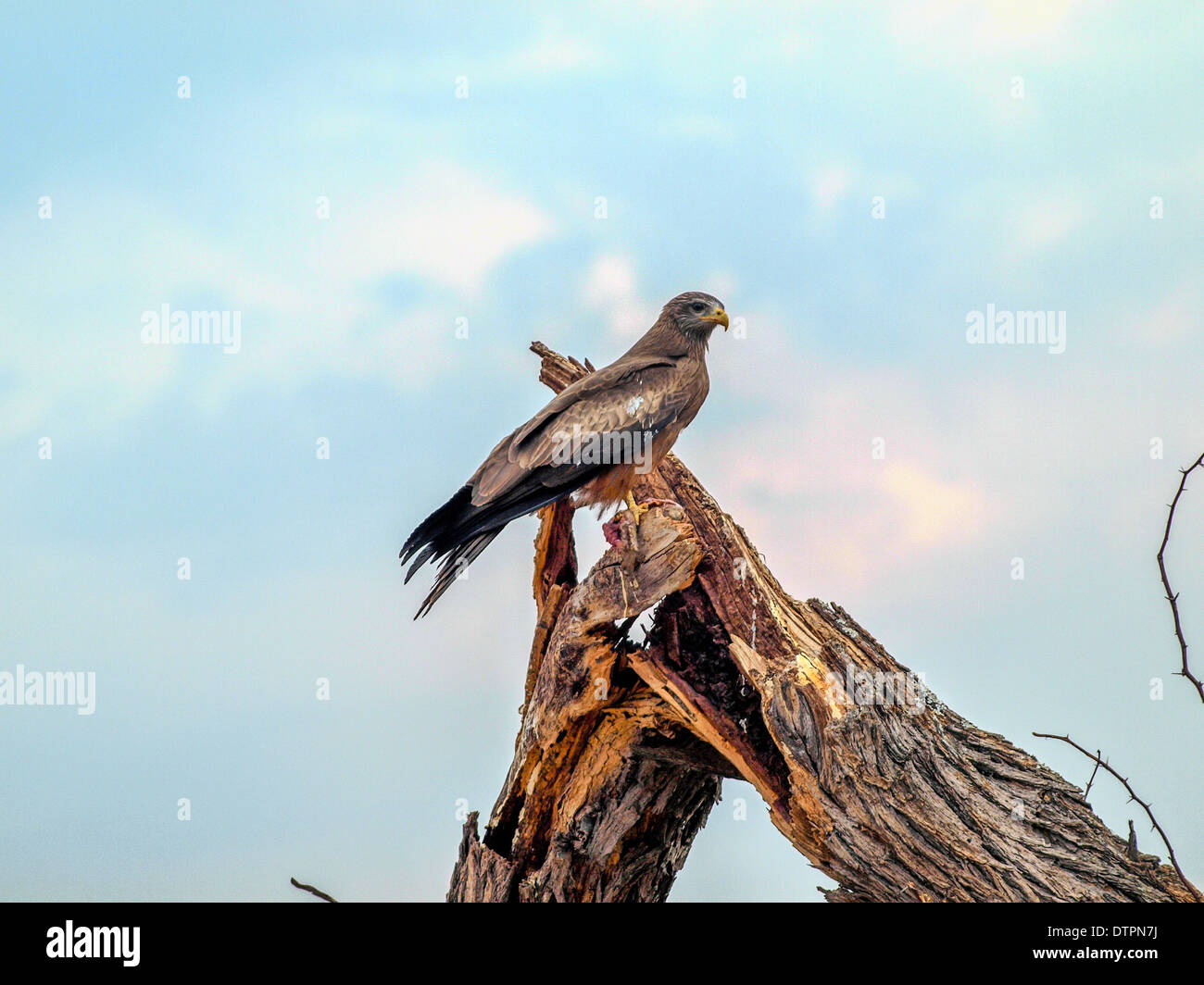 Brown eagle on top a broken tree hi-res stock photography and images ...