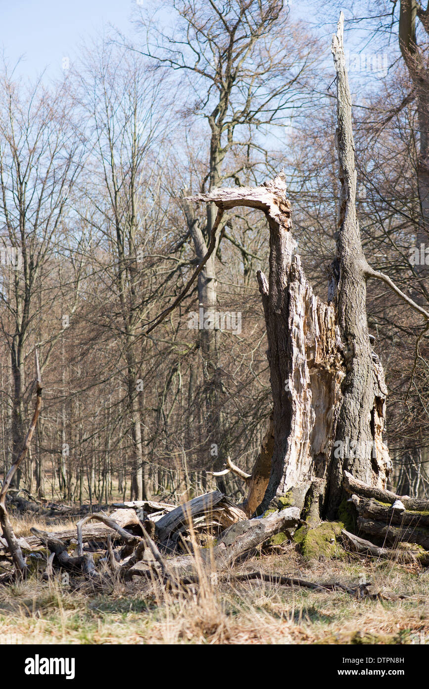 Single old and dead broken tree within a forest Stock Photo - Alamy
