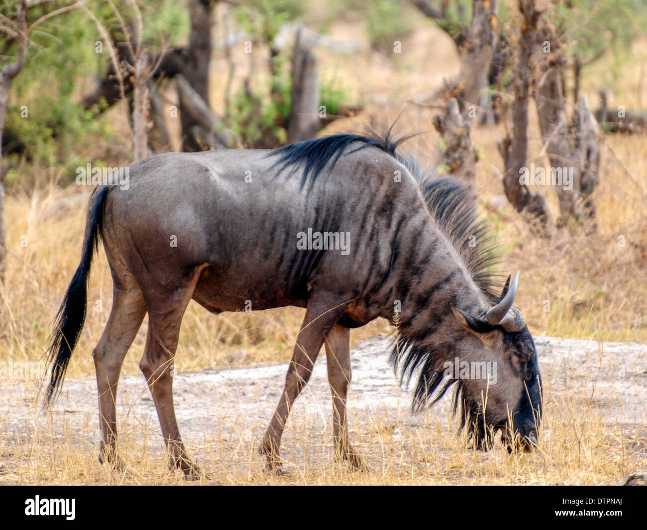 Wildebeest eating grass Stock Photo - Alamy