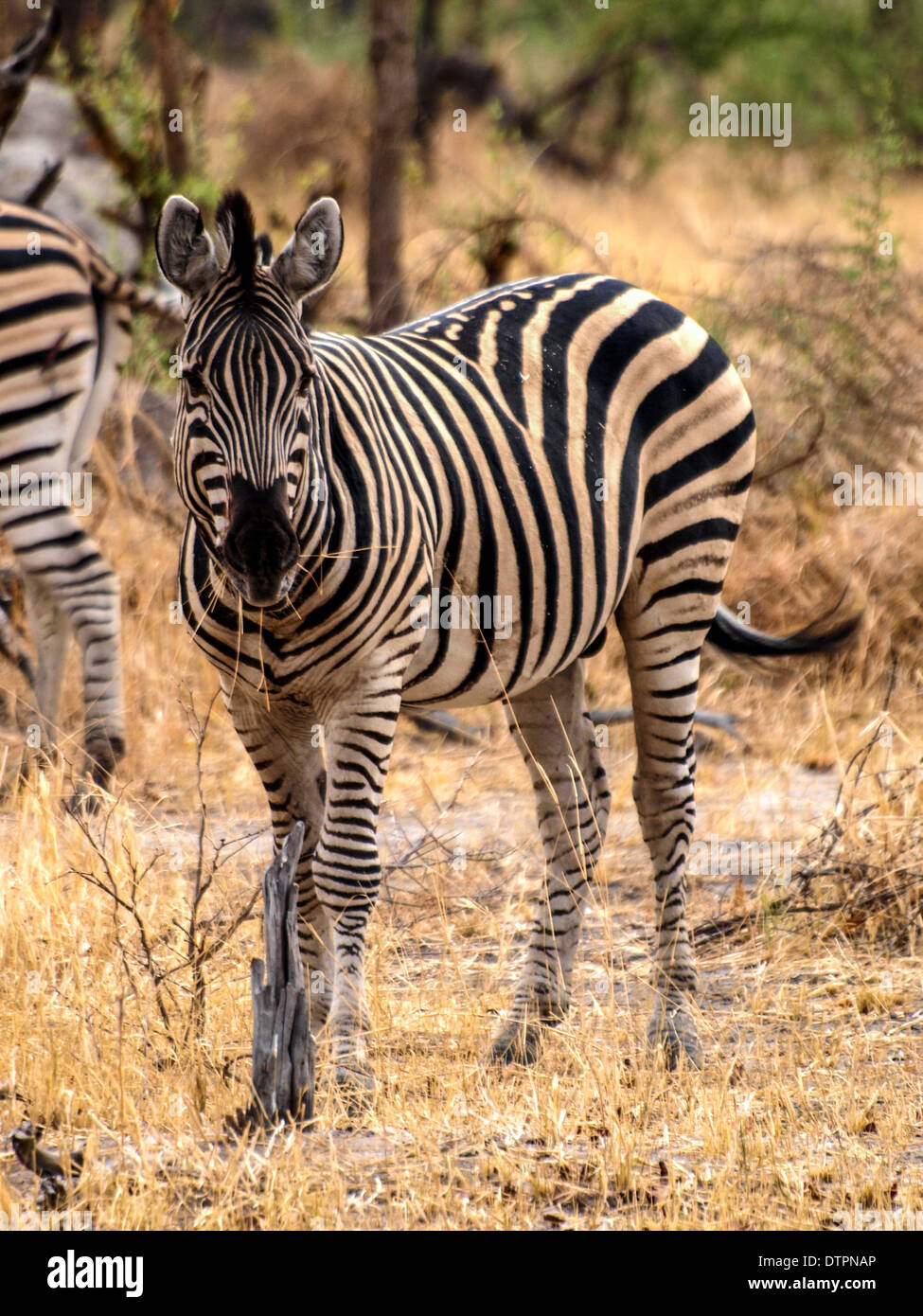 Zebra looking at camera Stock Photo - Alamy