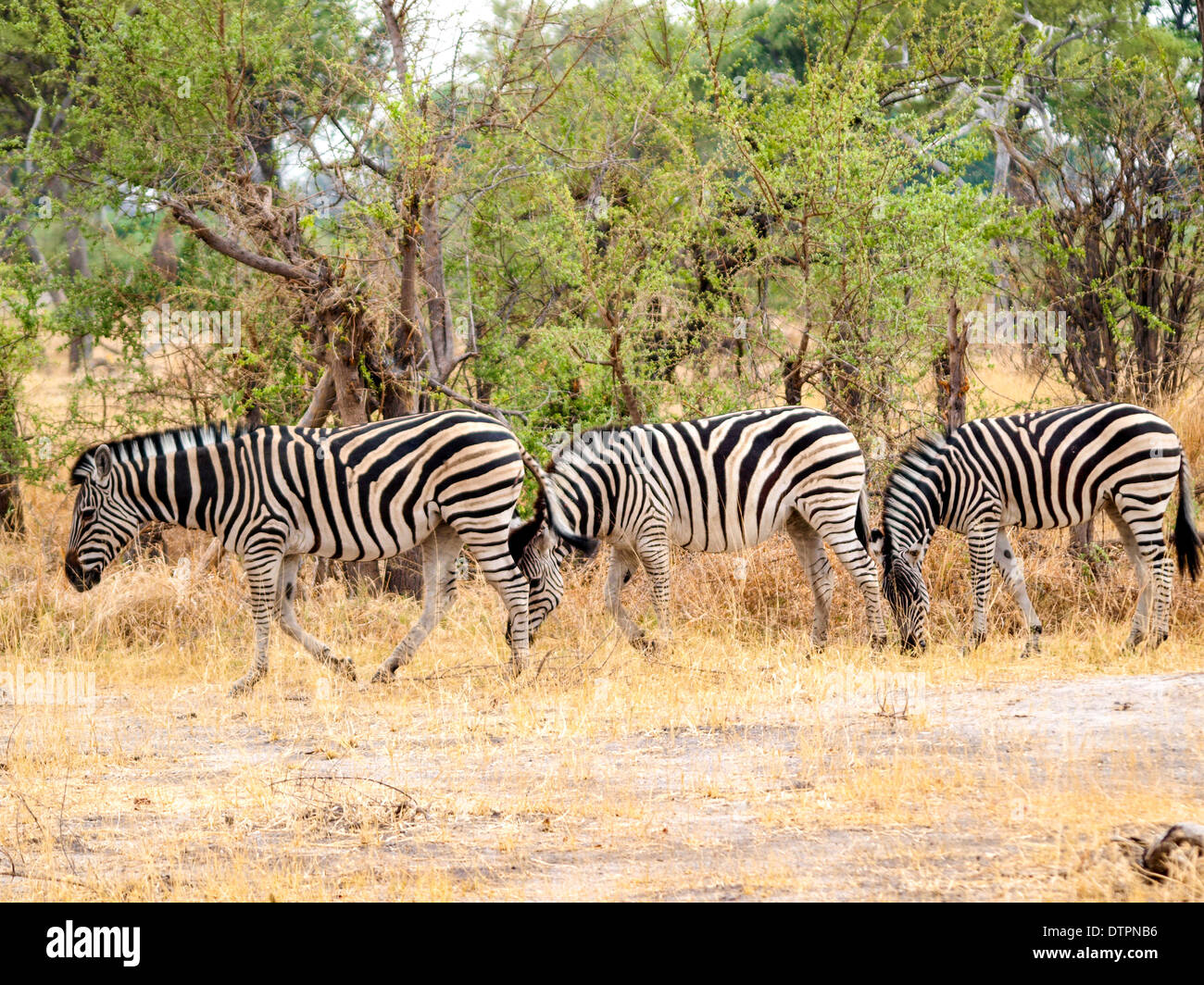 Zebra grass plant hi-res stock photography and images - Alamy