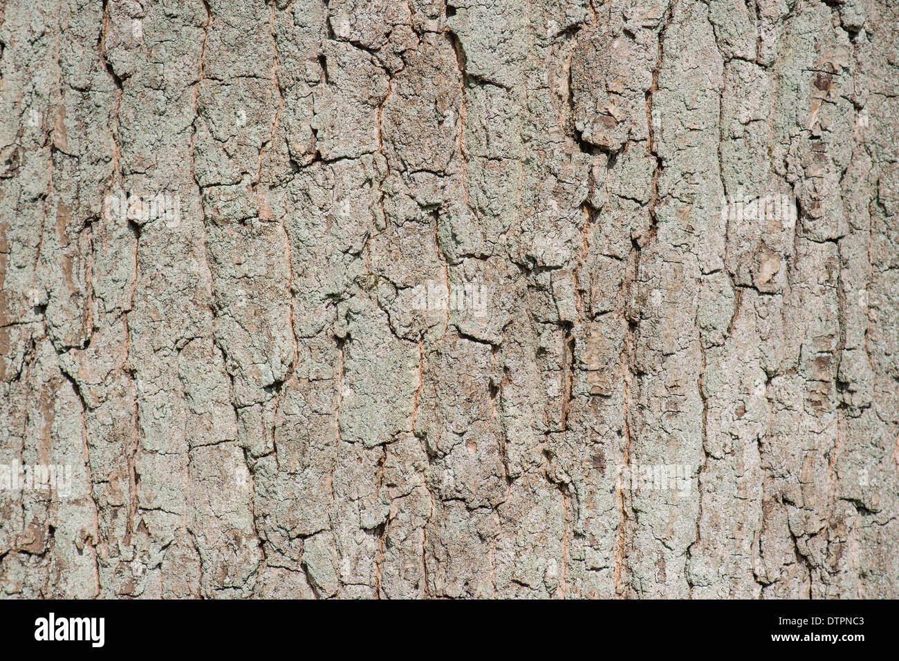 Tree Texture Wallpaper