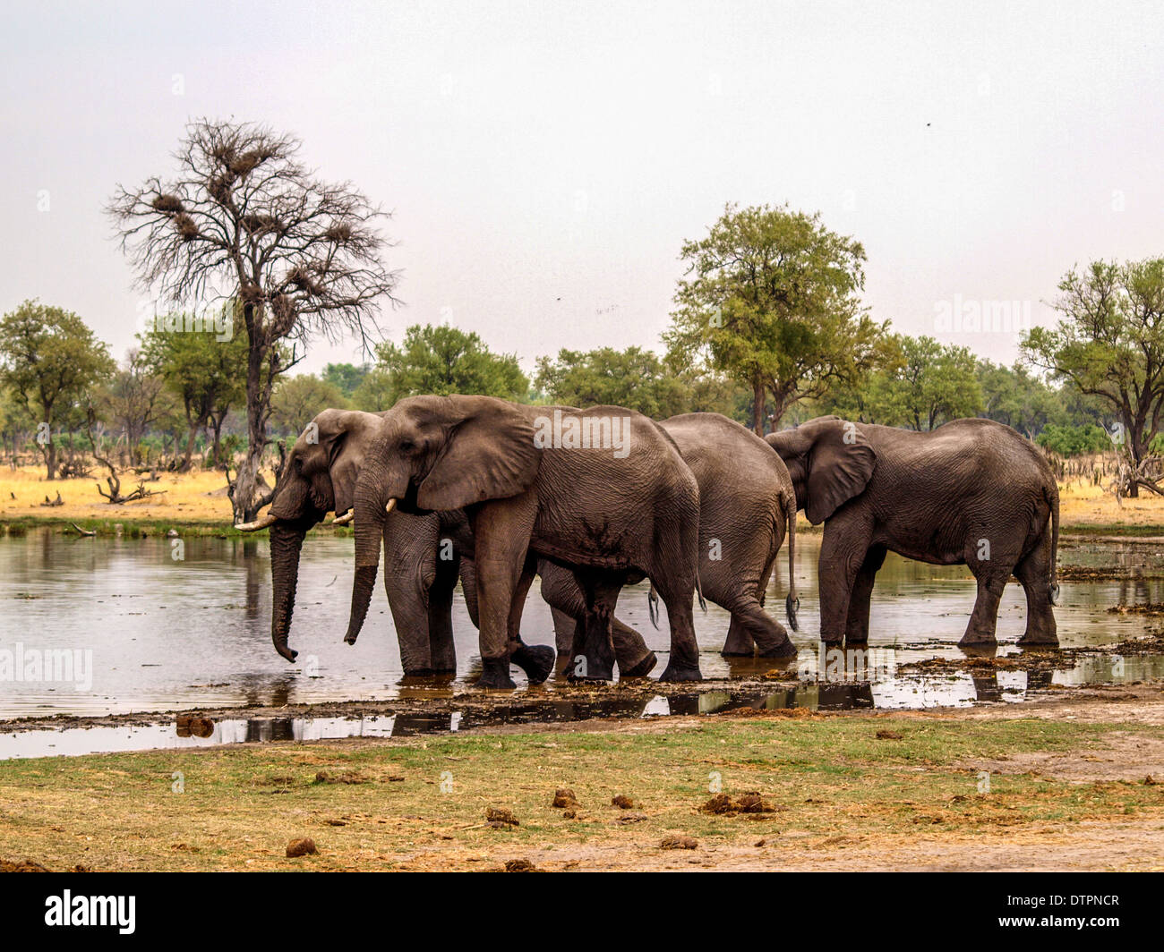 Elephants drinking water hi-res stock photography and images - Alamy