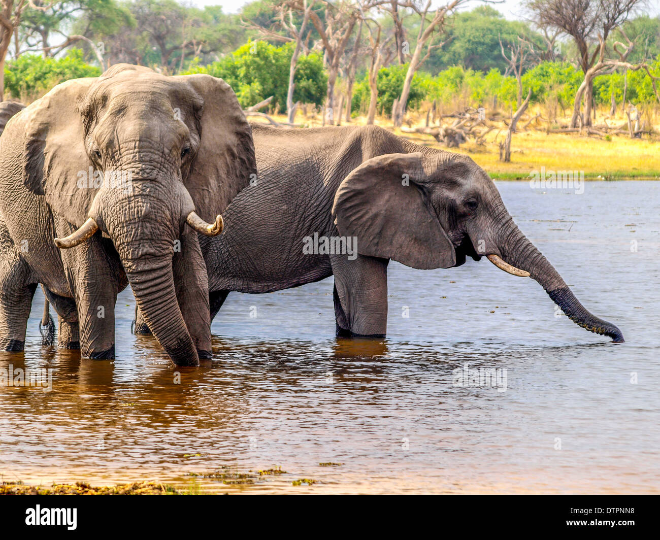 Group of elephants drinking water at a waterhole Stock Photo - Alamy