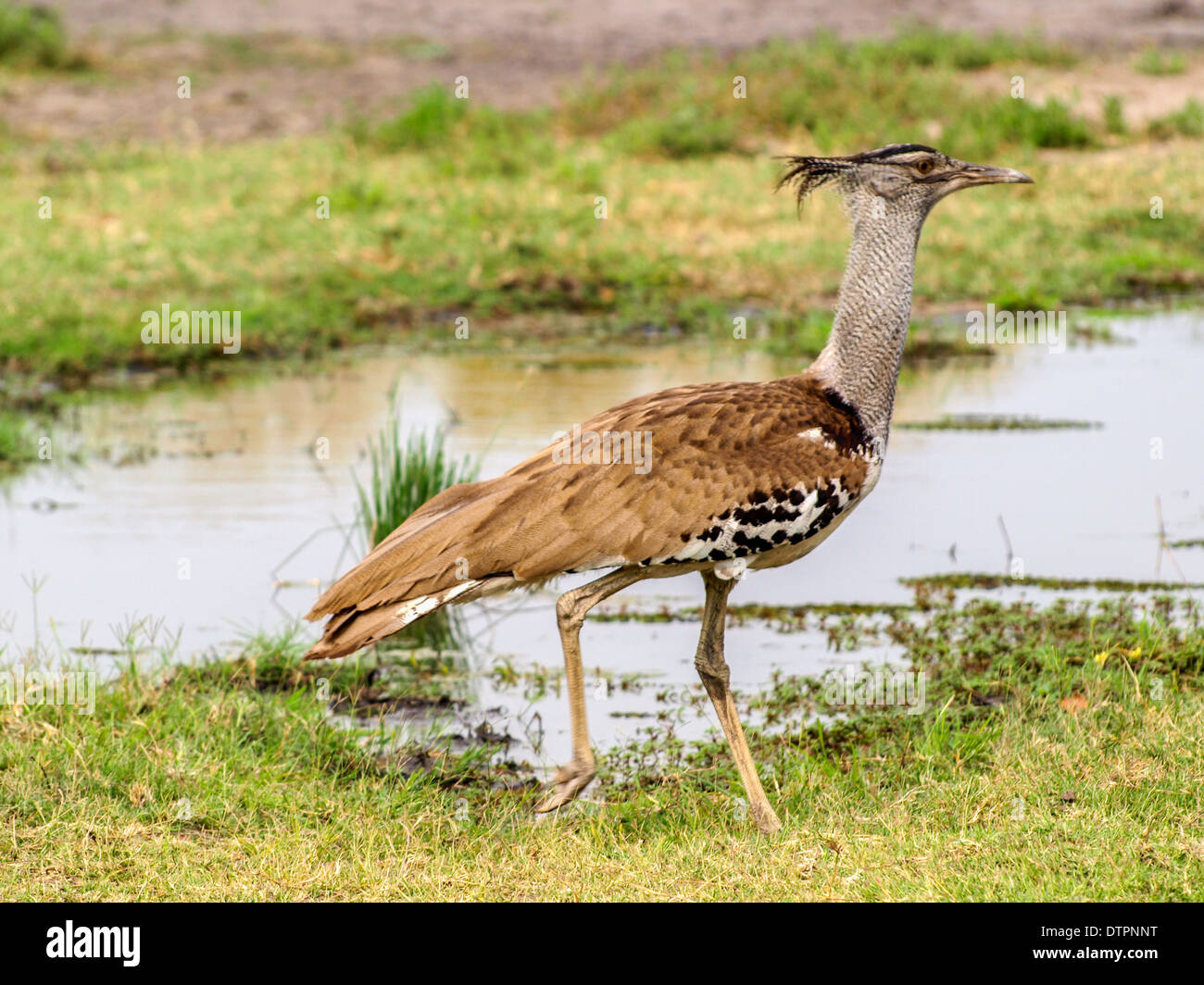 Kori bustard and botswana hi-res stock photography and images - Alamy