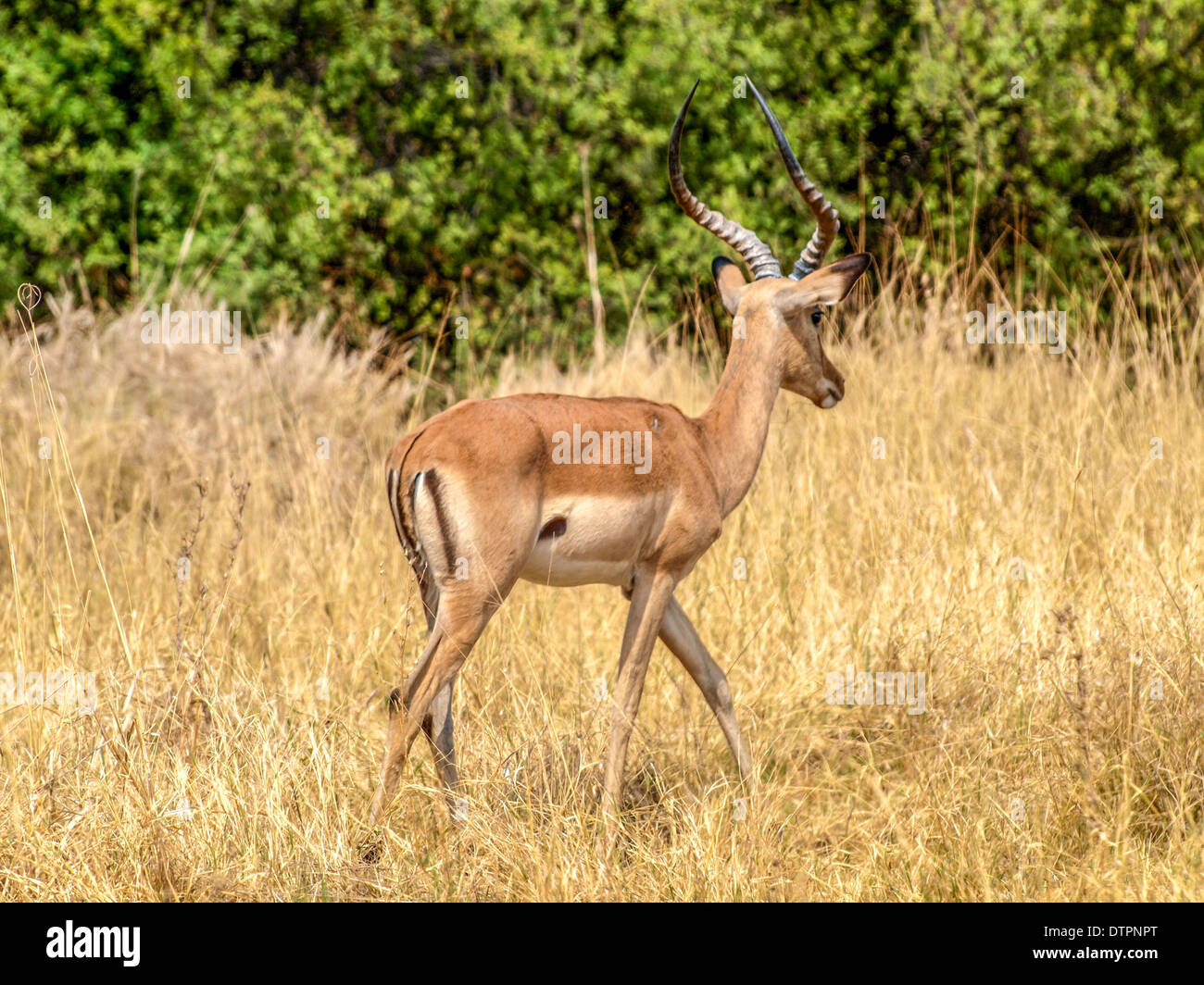 Profile of impala hi-res stock photography and images - Alamy
