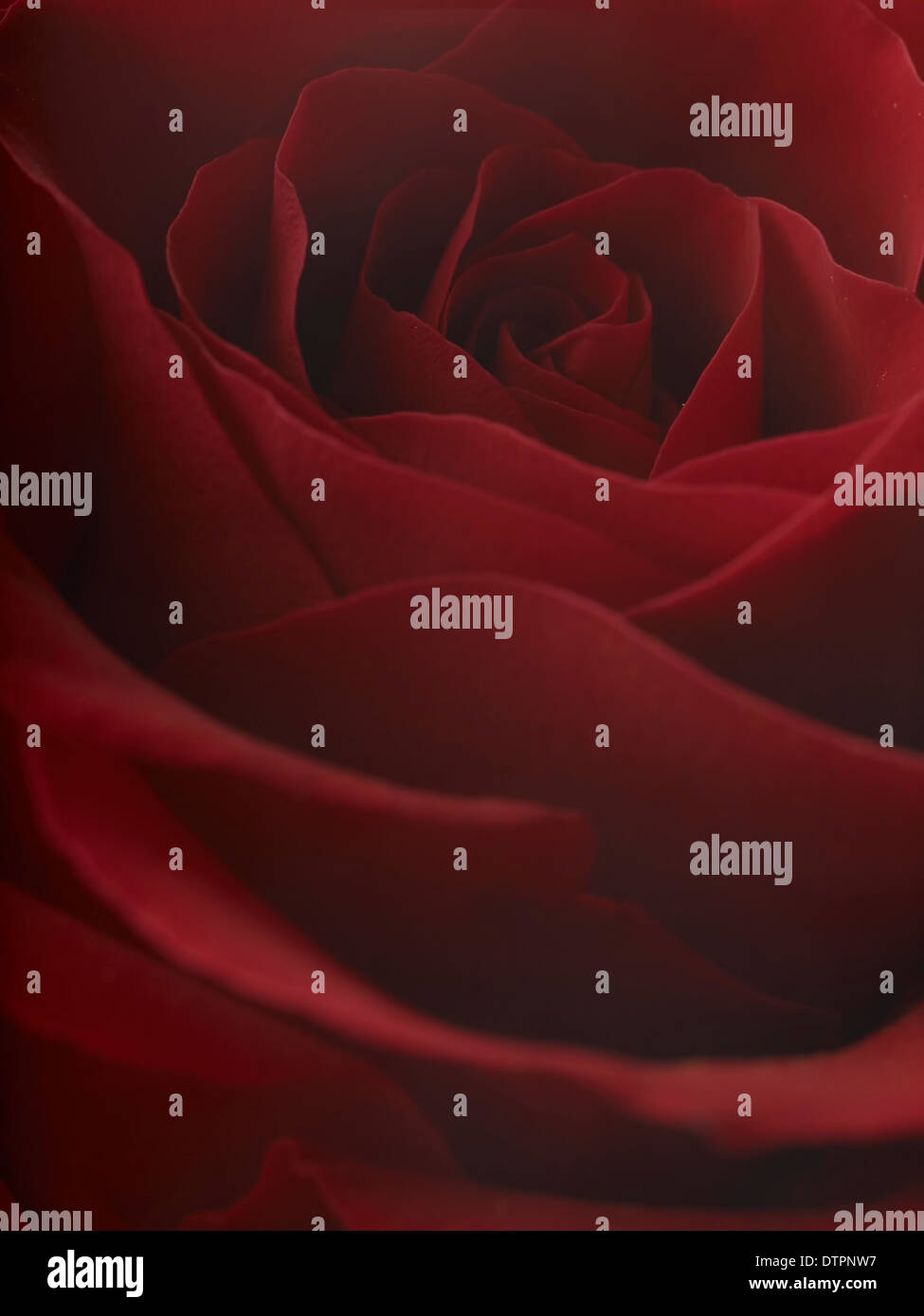 Red ose hi-res stock photography and images - Alamy