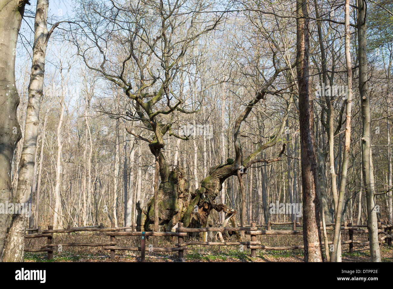 The kings oak tree, Kongeegen, a more then 1500 years old oak tree in ...