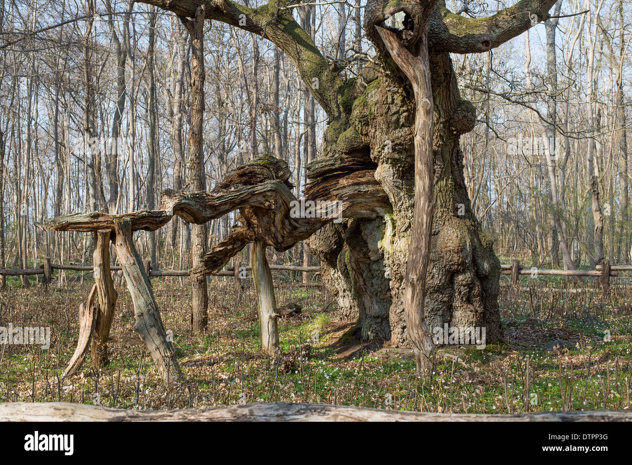 Kongeegen hi-res stock photography and images - Alamy