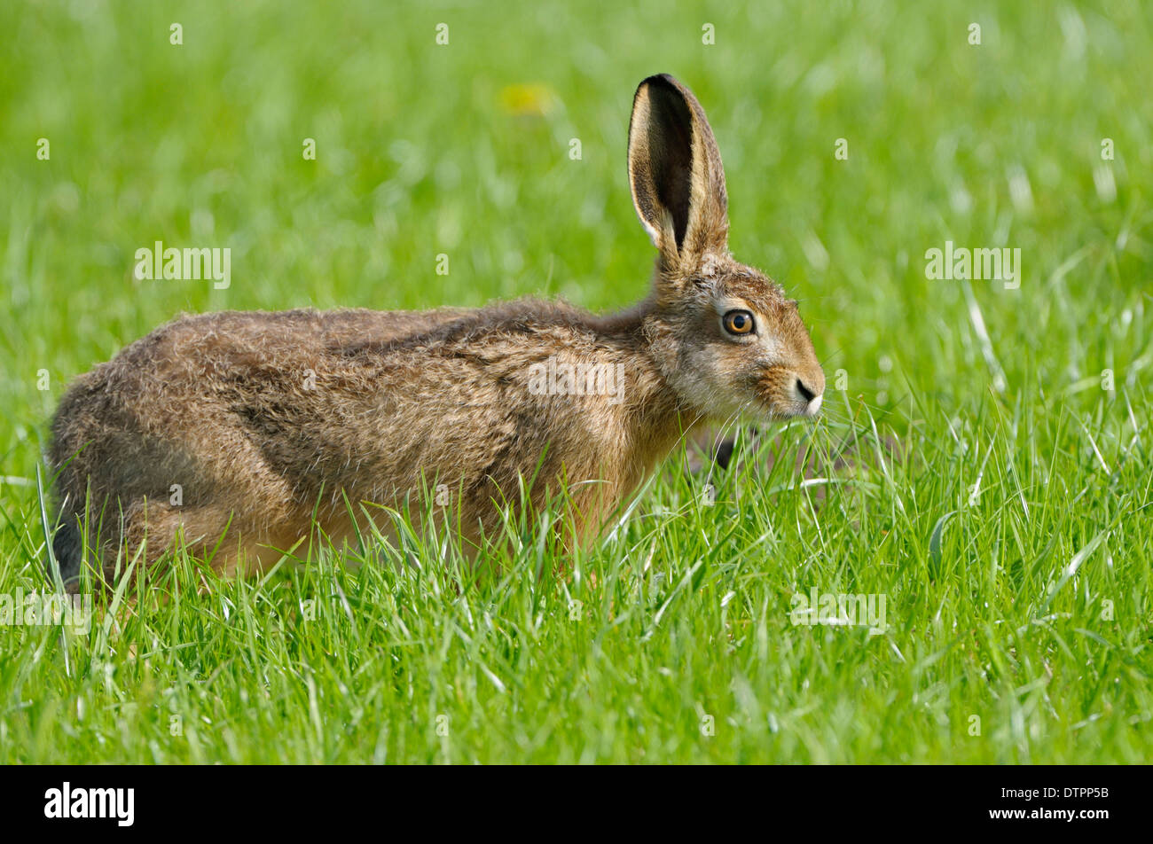 Hare stands hi-res stock photography and images - Alamy
