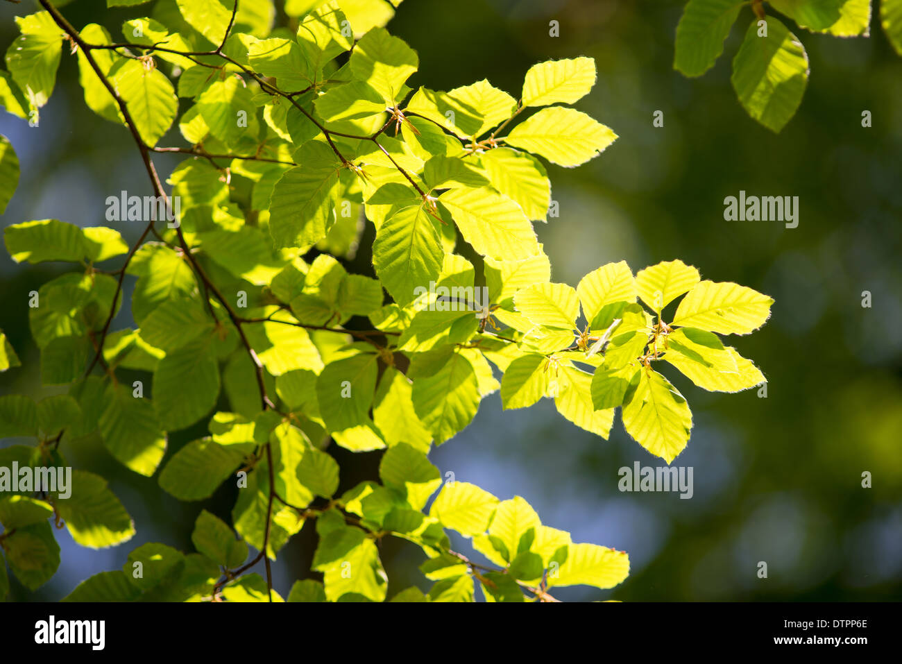 Beech tree leaves spring hi-res stock photography and images - Alamy
