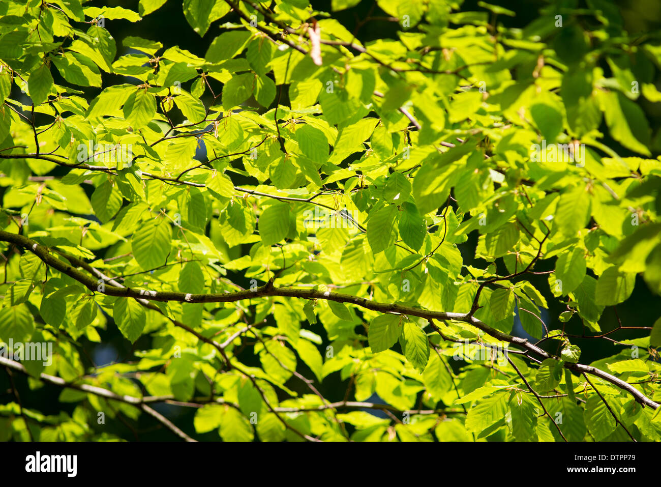 Beech tree leaves on branch hi-res stock photography and images - Alamy