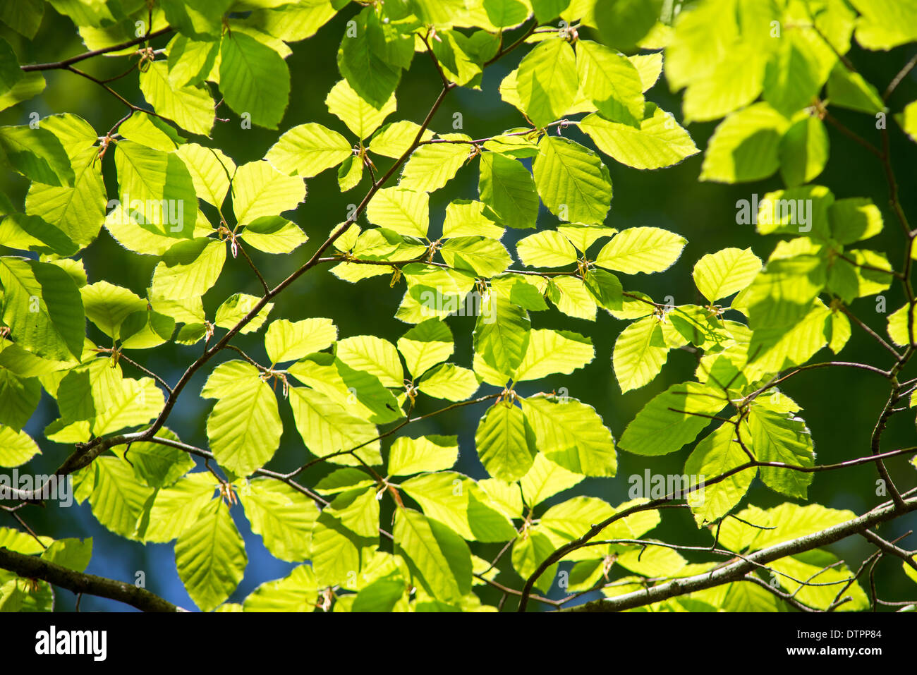 Beech tree leaves spring hi-res stock photography and images - Alamy
