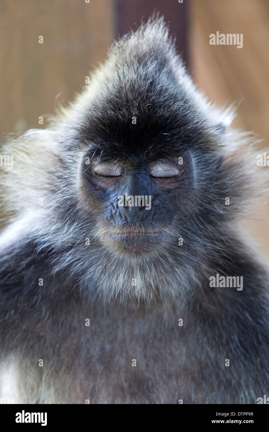A Silvery Lutung (Trachypithecus cristatus), also known as the Silvered ...