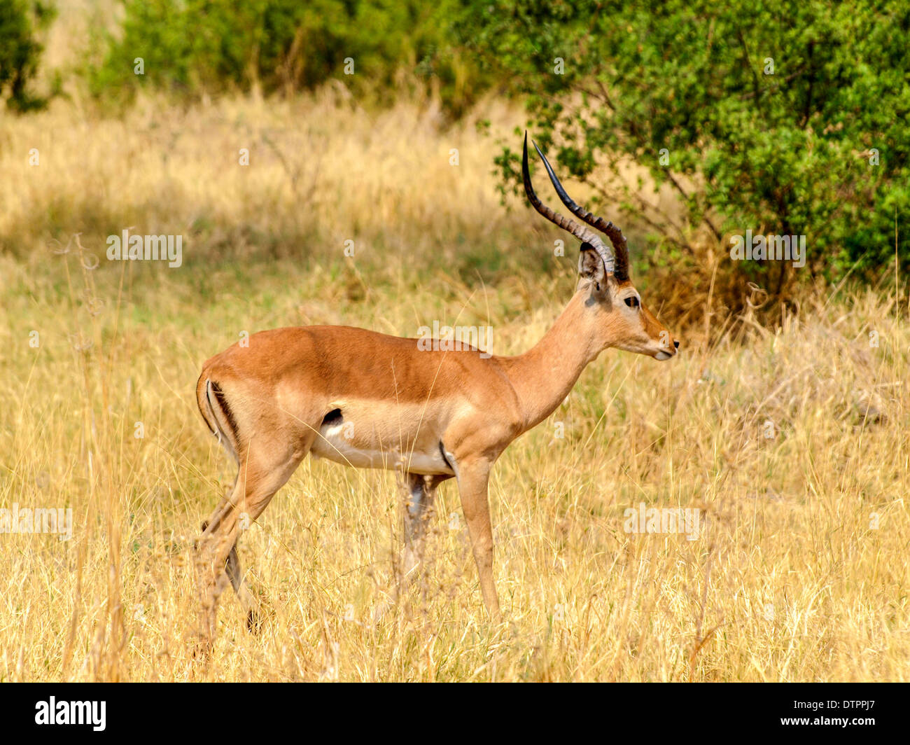 Male impala in the bush Stock Photo - Alamy